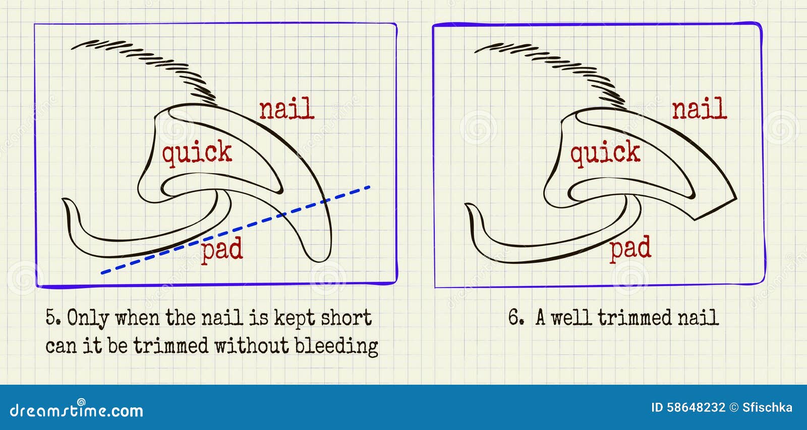 Vector Illustration Animal Grooming Claws Stock Vector - Illustration ...