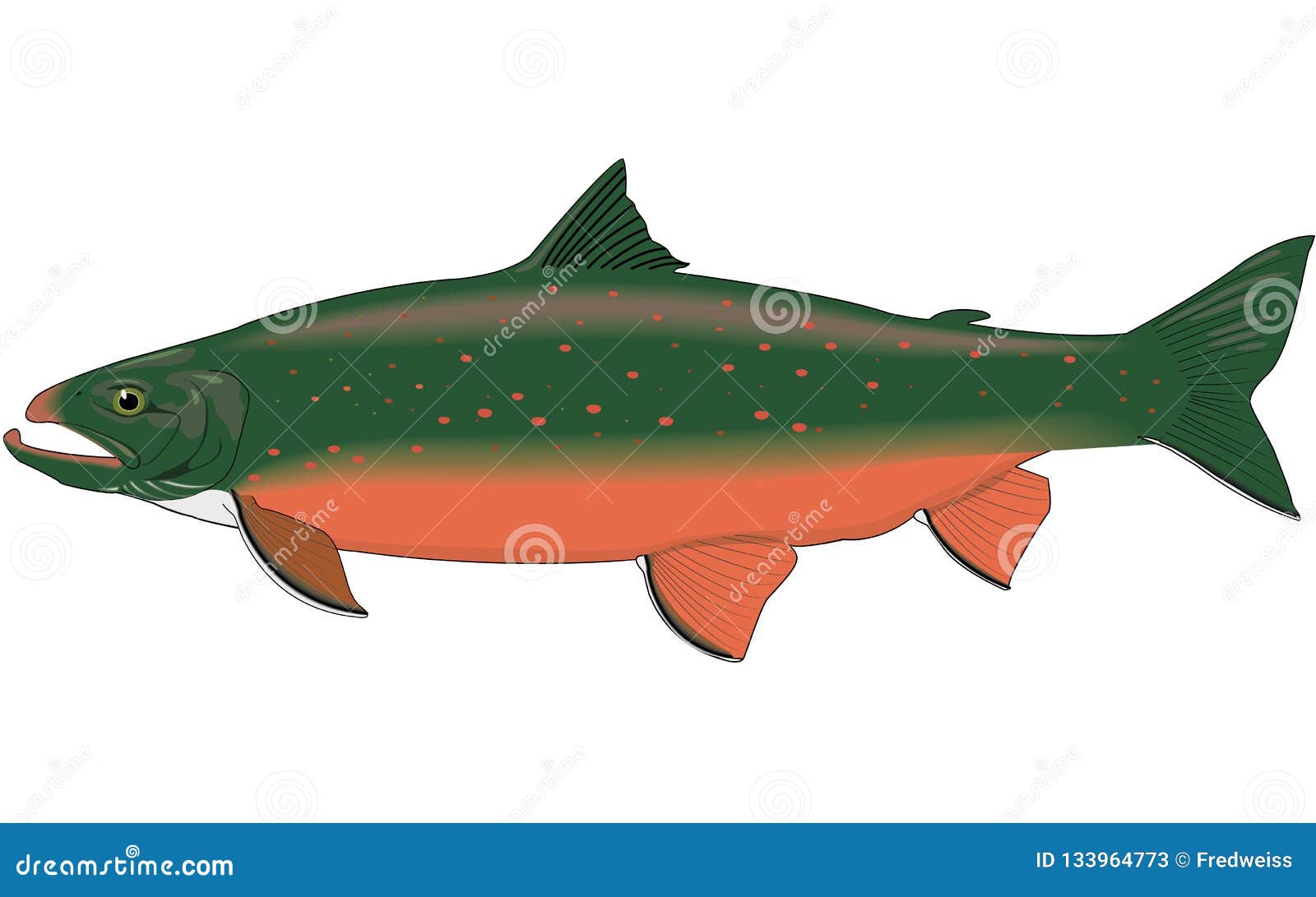Arctic Char Hand Drawing Vintage Engraving Illustration Cartoon Vector ...