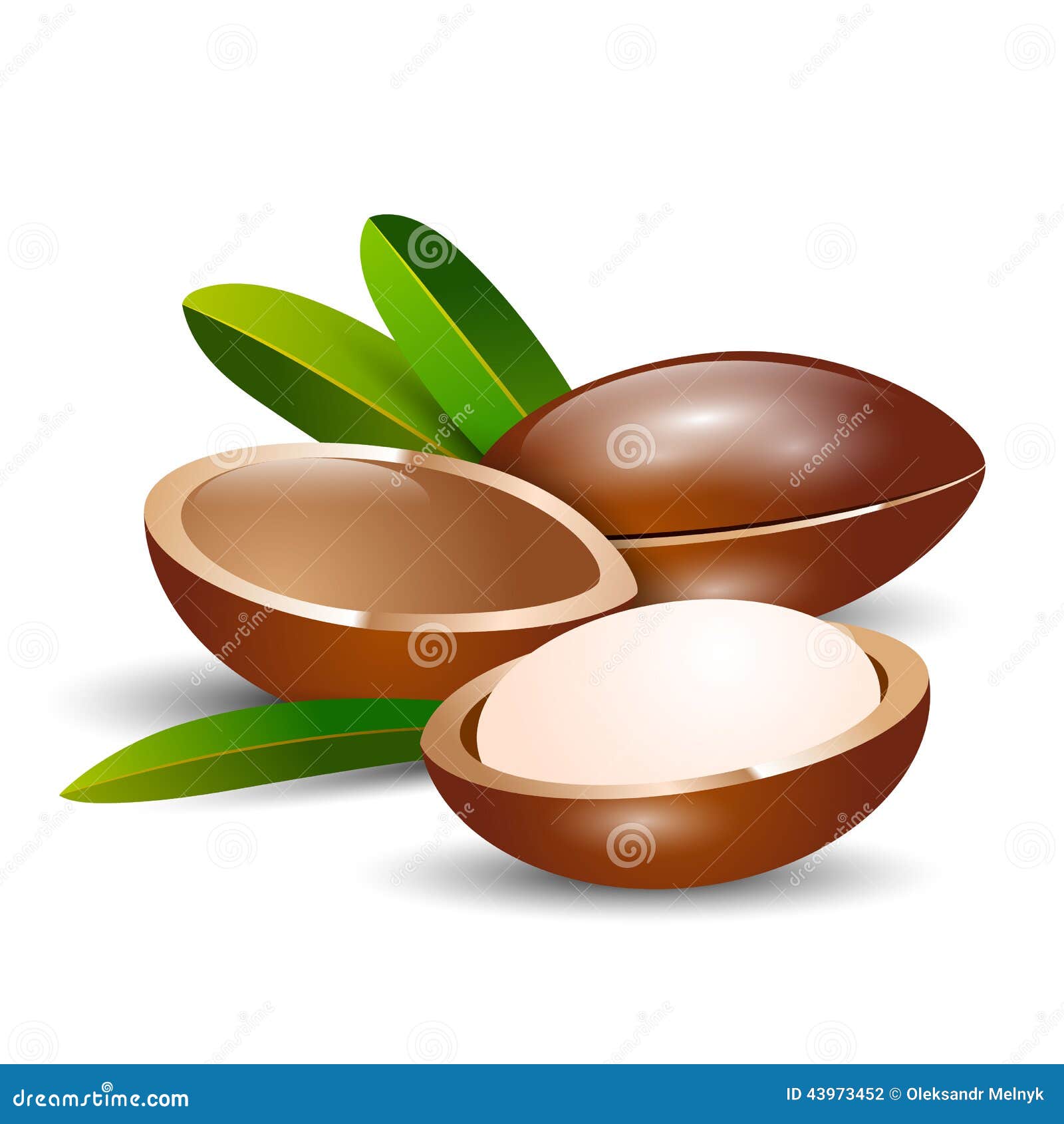 Vector Illustration Argan Tree Branch Stock Illustration - Illustration ...