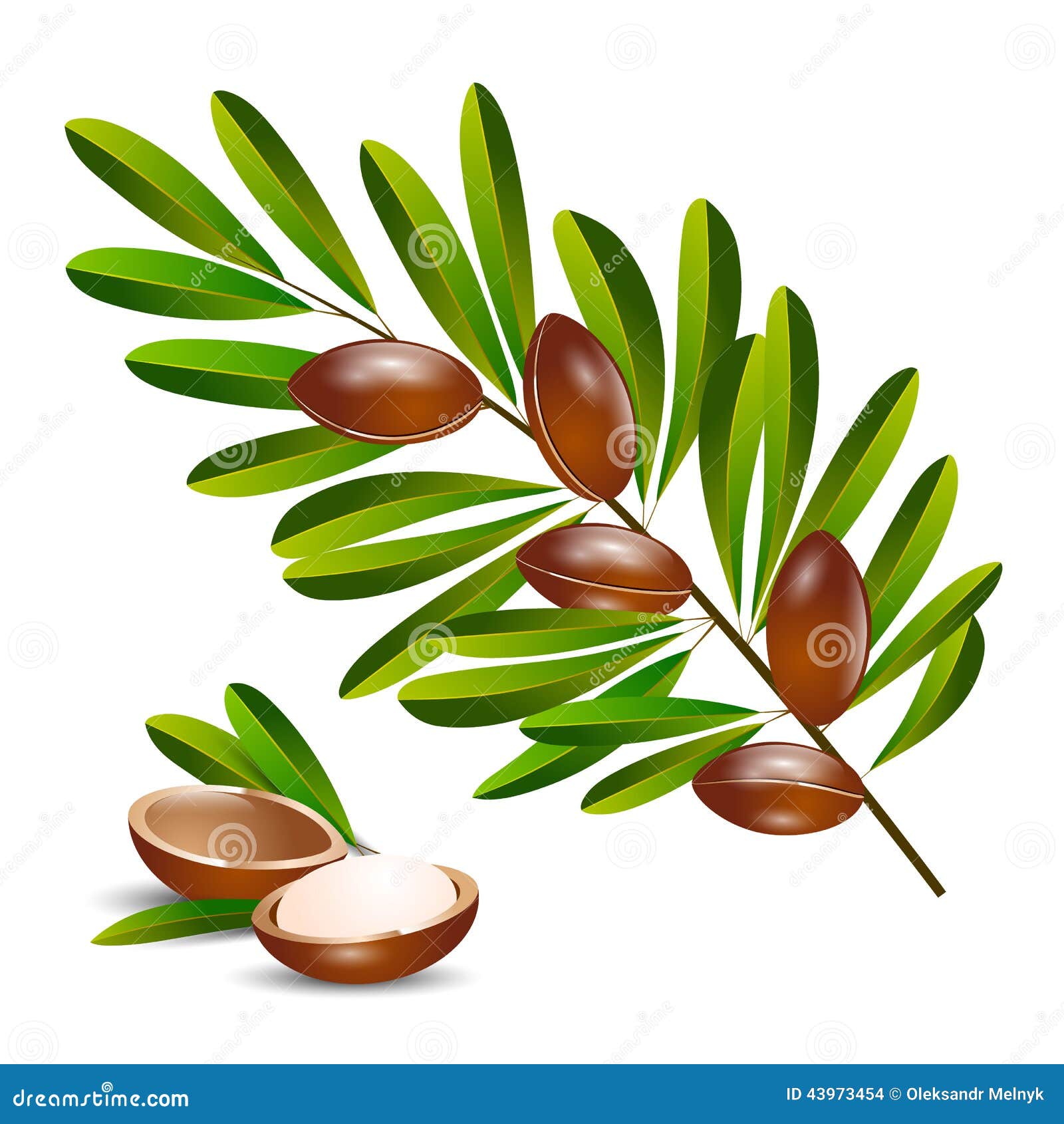 Vector Illustration Argan Tree Branch Stock Vector - Illustration of ...