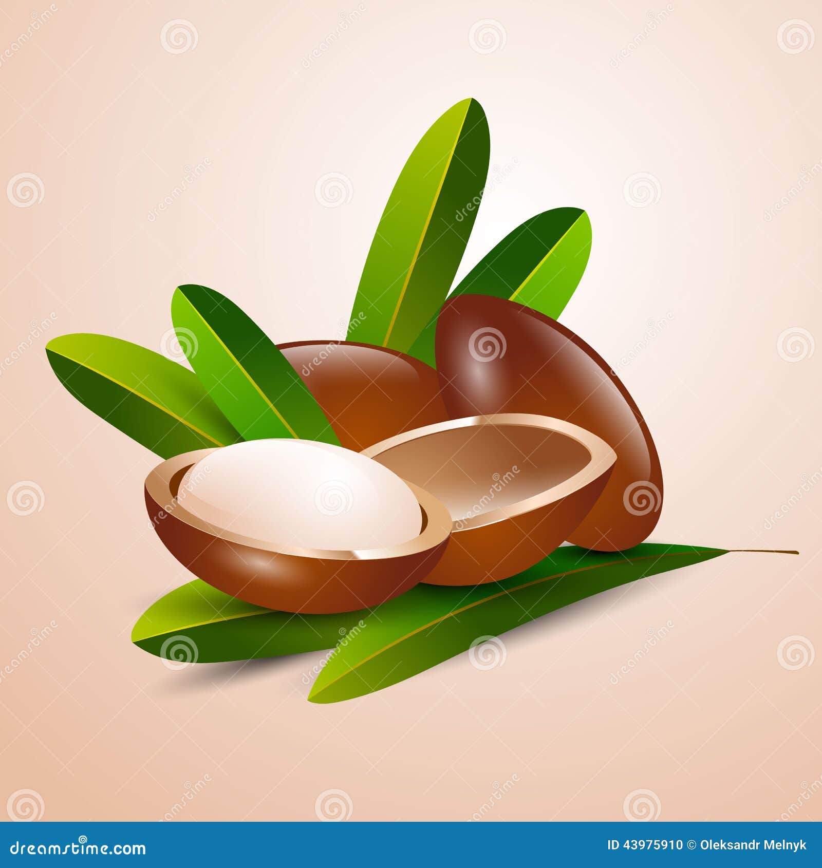 Argan Tree. Vector Botany Branch, Bio Plantation | CartoonDealer.com ...