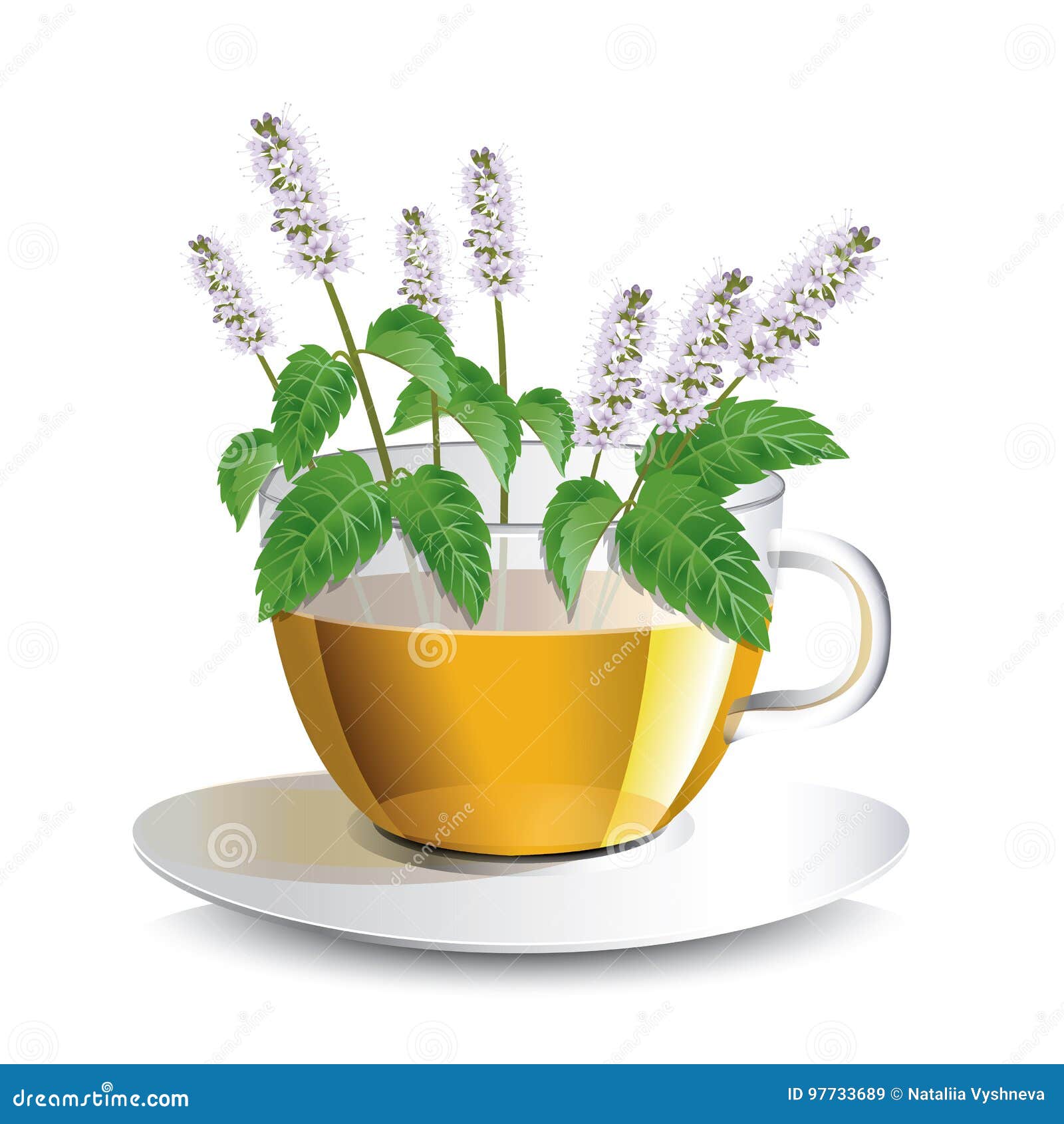 Vector Illustration Aromatic Mint Tea in a Transparent Cup Stock Vector ...