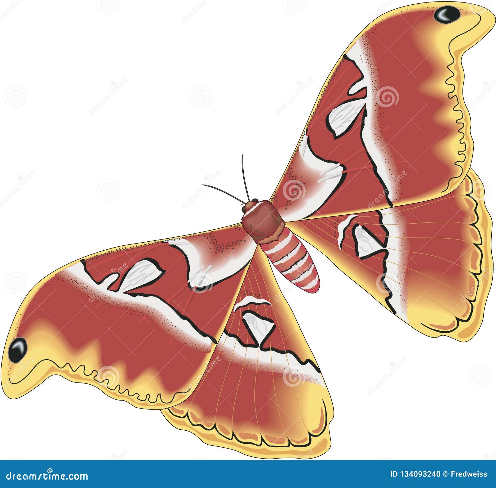 Atlas Moth Royalty-Free Stock Photo | CartoonDealer.com #2463141