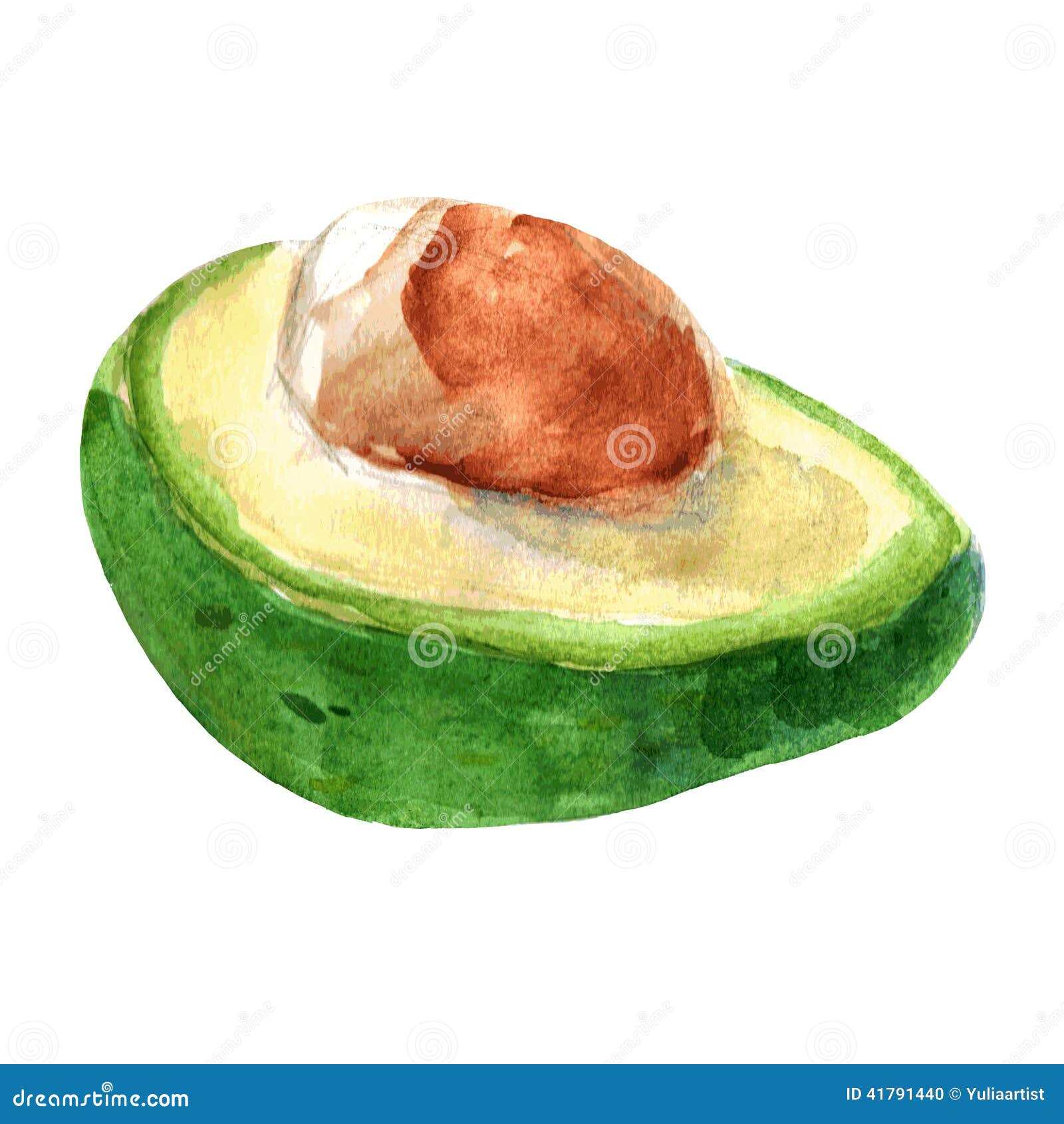 Vector Illustration of Avocado. Watercolor Stock Vector - Illustration ...