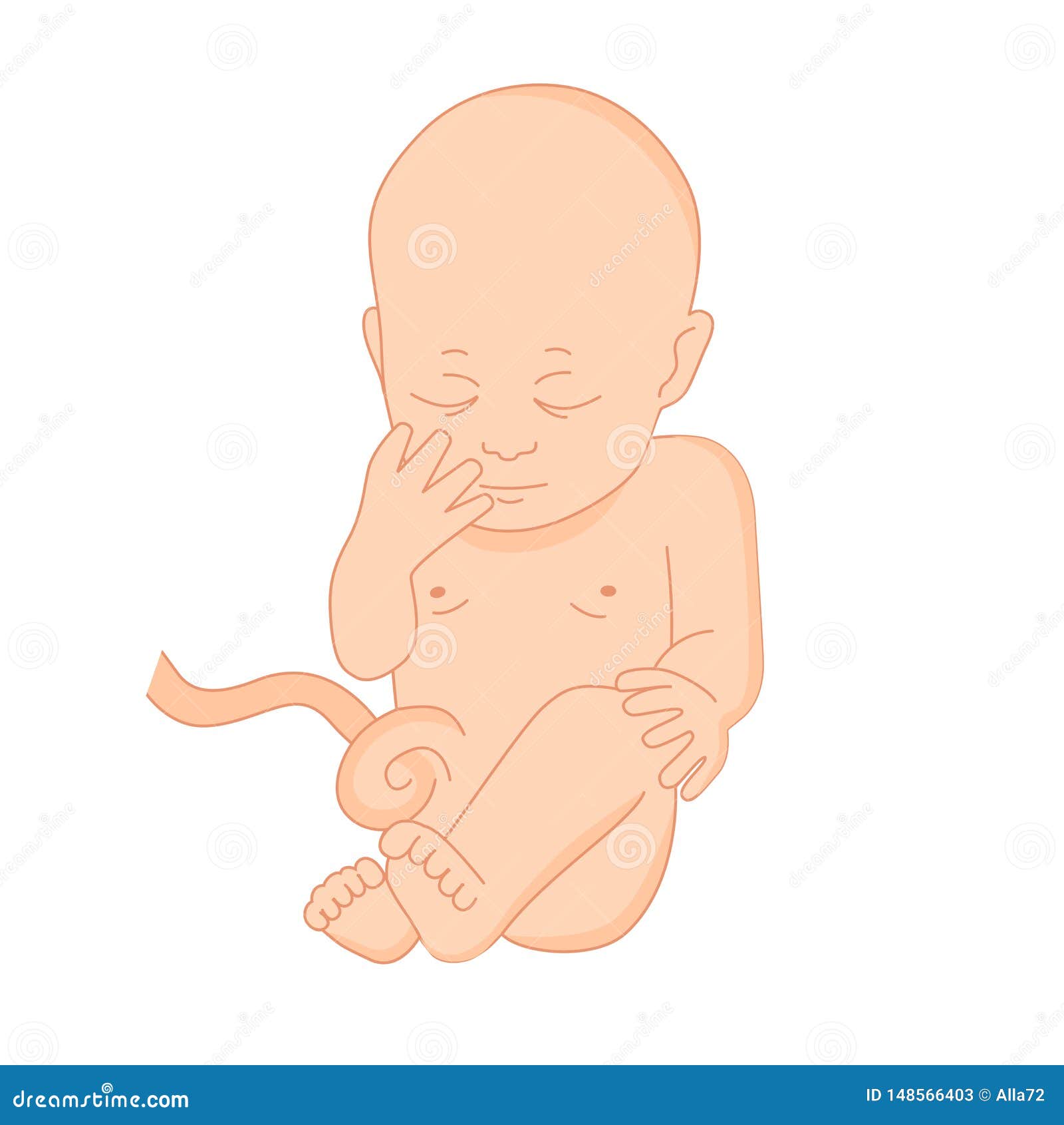 Vector Illustration Of A Baby In The Womb On A White Background ...