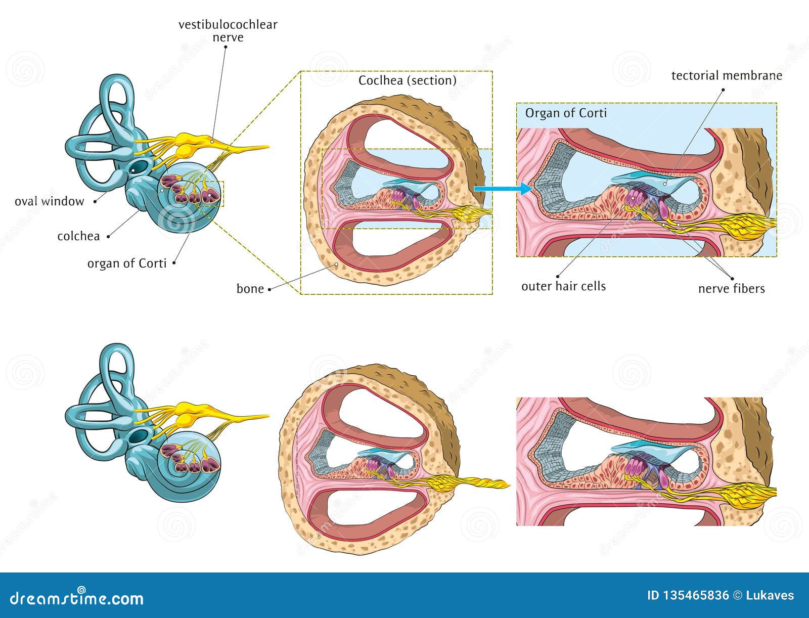 Internal ear stock vector. Illustration of biology, study - 135465836