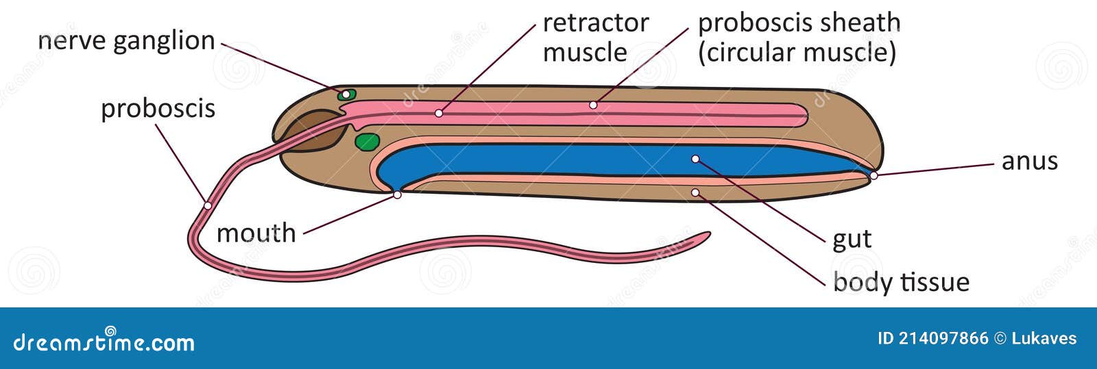 Ribbon Worm Proboscis