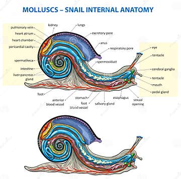 Snail anatomy stock vector. Illustration of body, slug - 211919029
