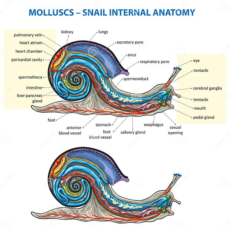 Snail anatomy stock vector. Illustration of body, slug - 211919029