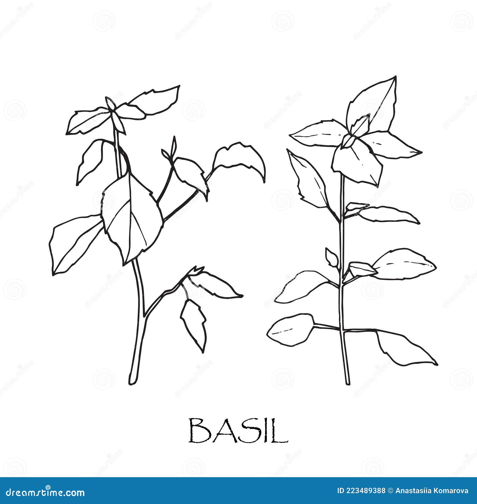 Vector Illustration of Basil. Doodle Sketch Stock Vector - Illustration ...