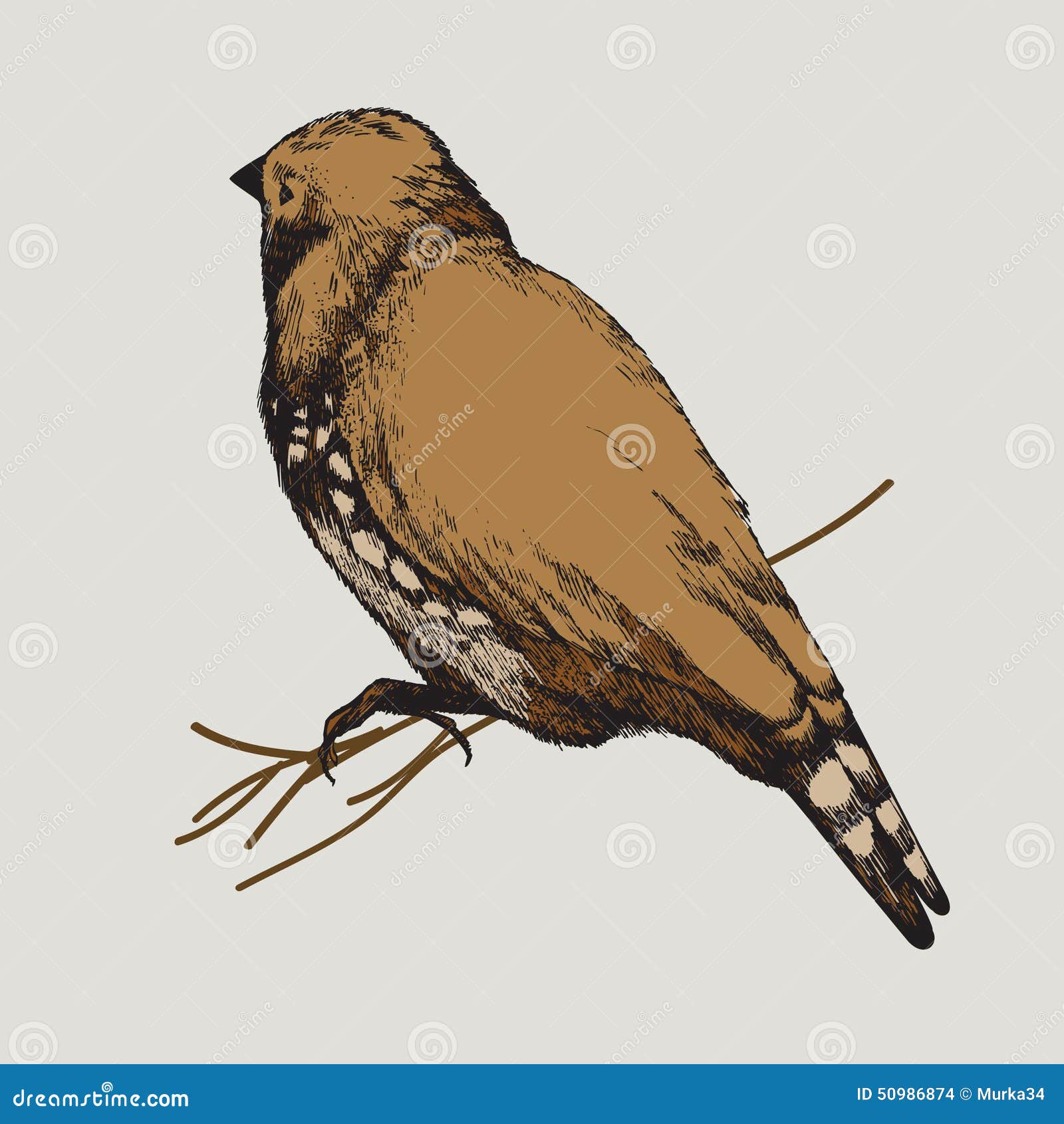 Vector Illustration. Bird, Hand-drawing. Stock Vector - Illustration of ...