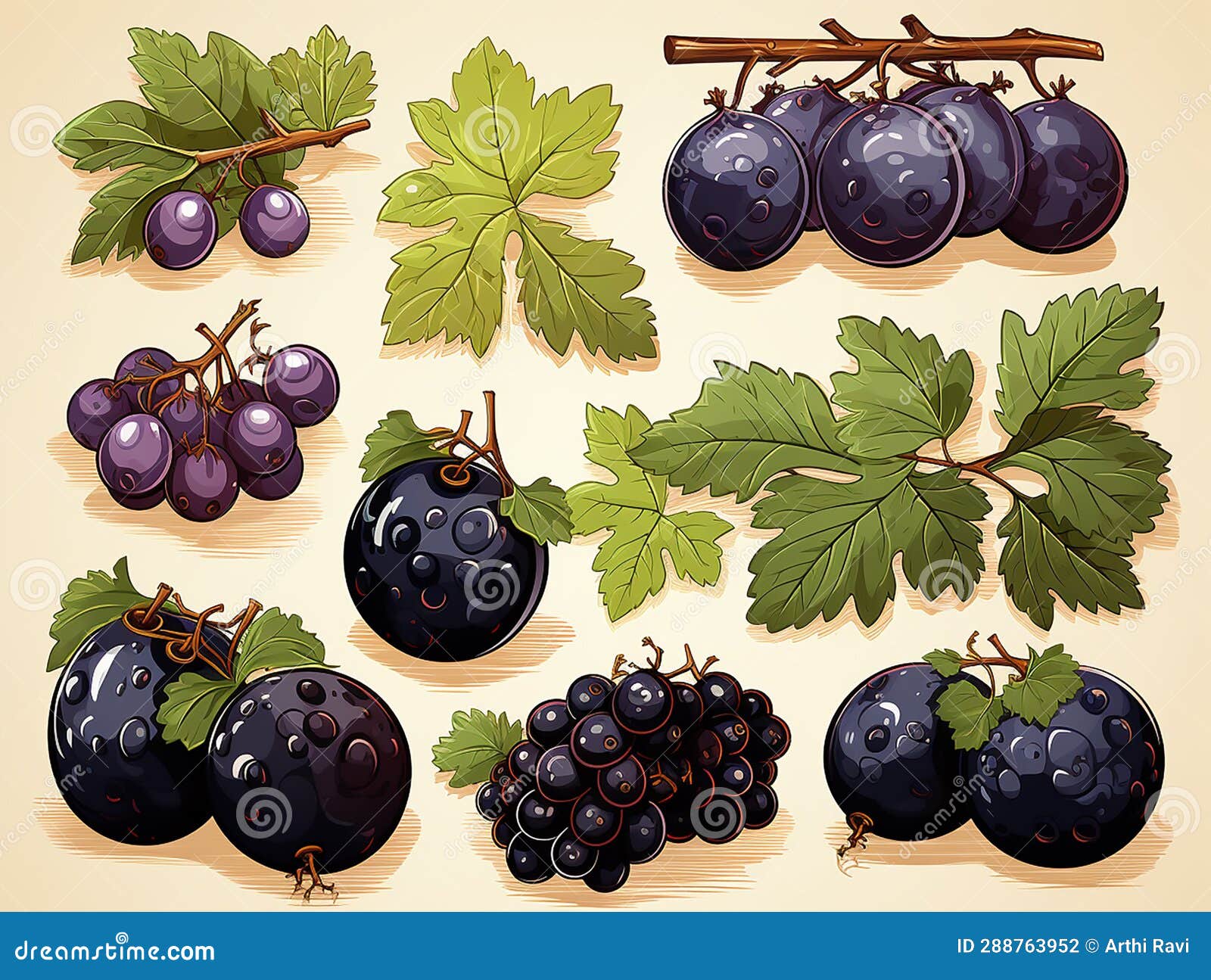Vector Illustration of Black Currant Stock Illustration - Illustration ...
