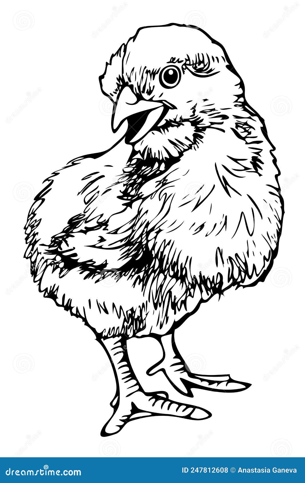 Vector Illustration of Black and White Chick. Stock Illustration ...