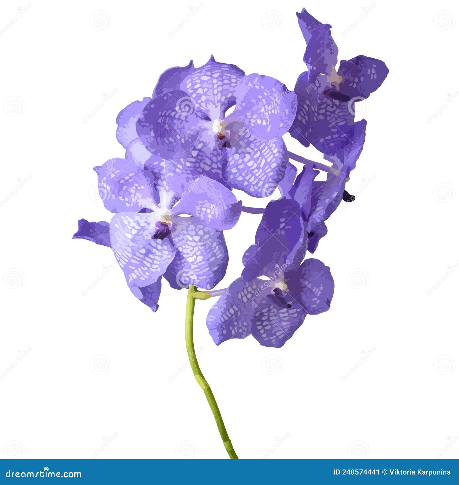 Vector Illustration of Blue Vanda Orchid Flower Stock Vector ...