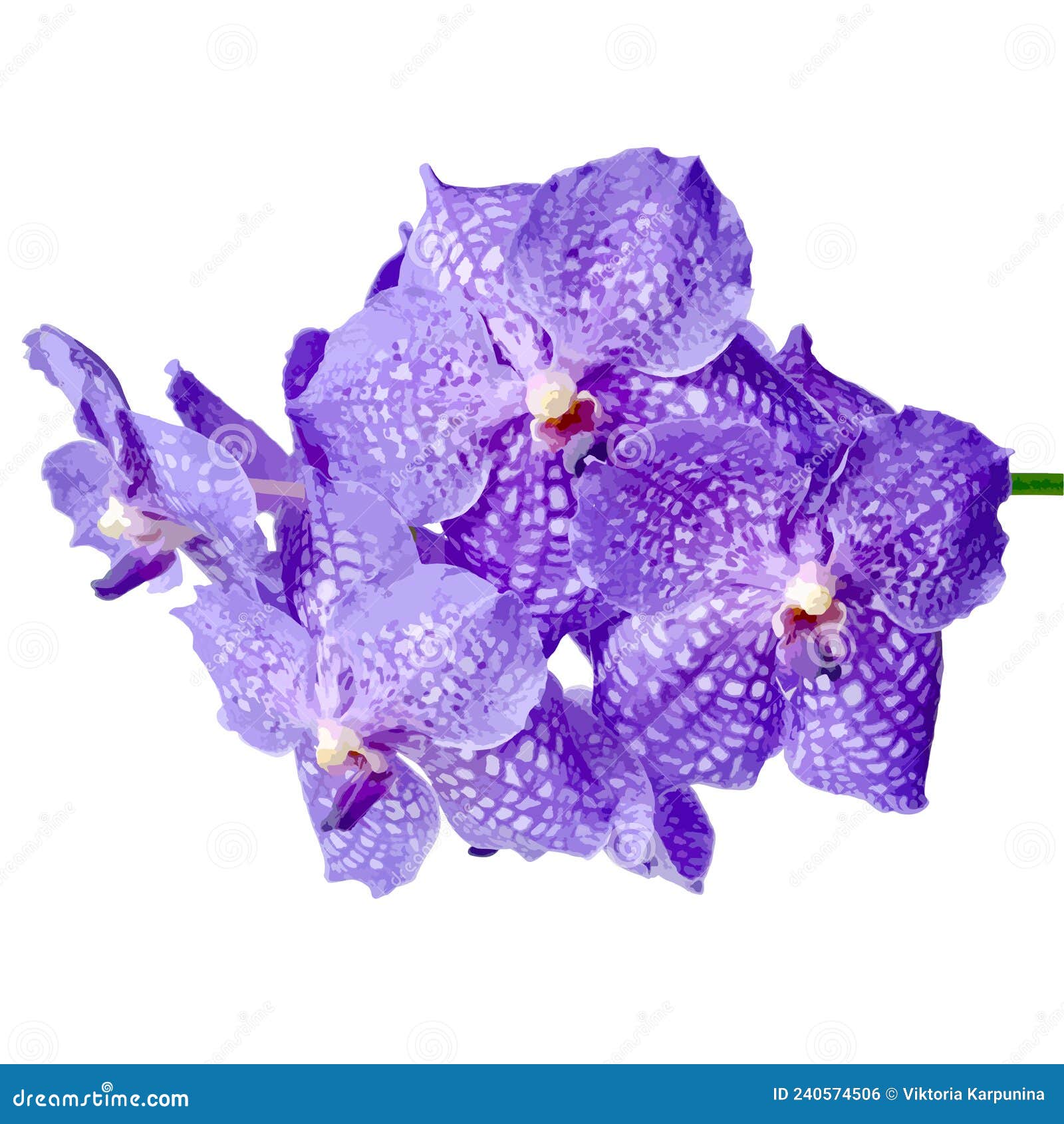 Vector Illustration of Blue Vanda Orchid Flower Stock Vector ...