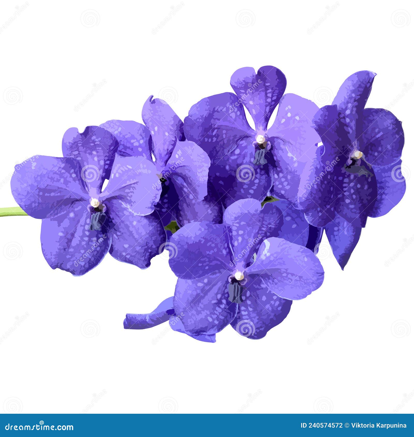 Vector Illustration of Blue Vanda Orchid Flower Stock Vector ...