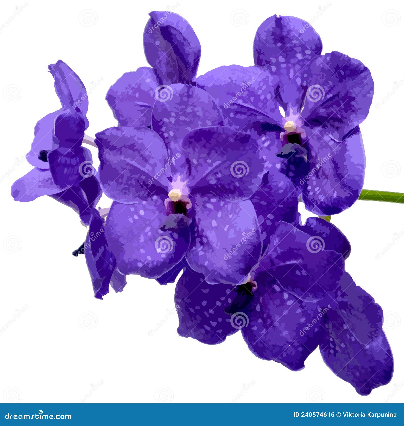 Vector Illustration of Blue Vanda Orchid Flower Stock Vector ...