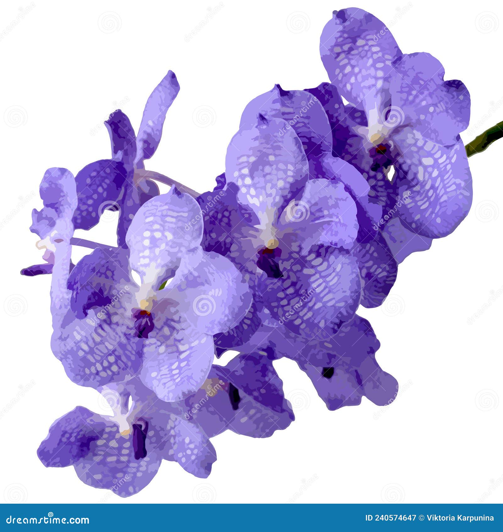 Vector Illustration of Blue Vanda Orchid Flower Stock Vector ...