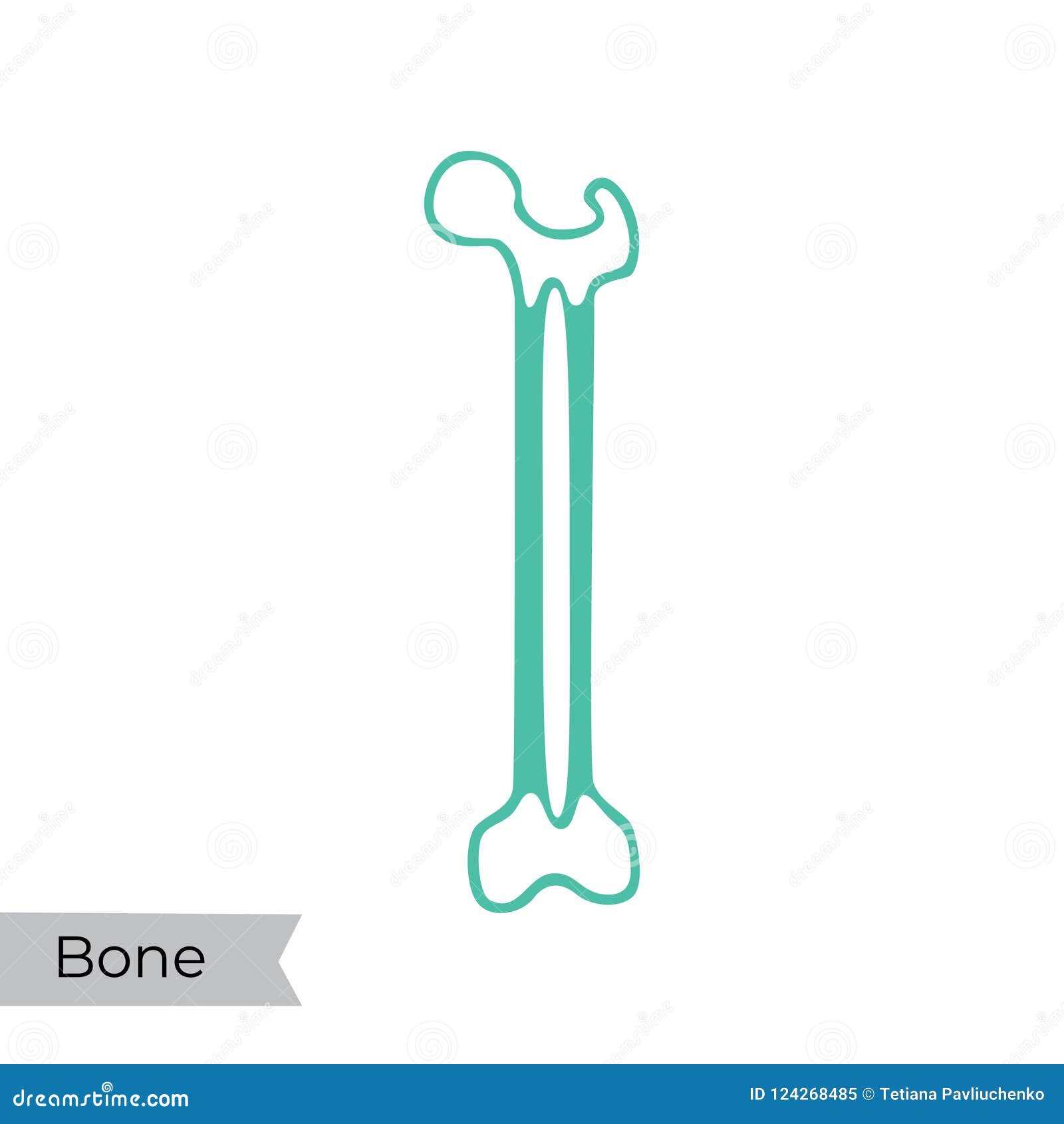 Vector Illustration of Bone Marrow Stock Vector - Illustration of ...