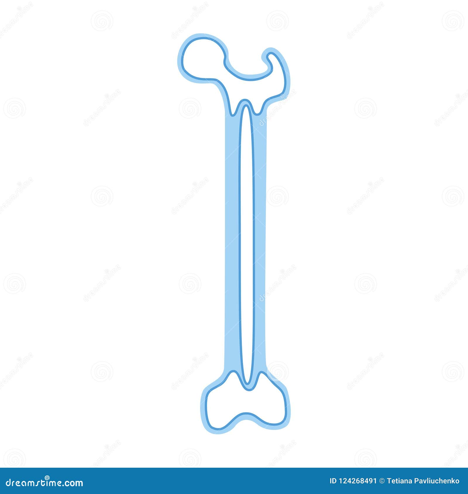 Vector Illustration of Bone Marrow Stock Vector - Illustration of ...