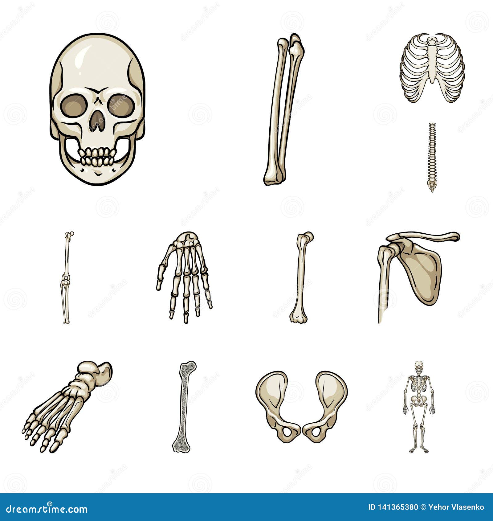 Vector Illustration of Bone and Skeleton Icon. Set of Bone and Human ...