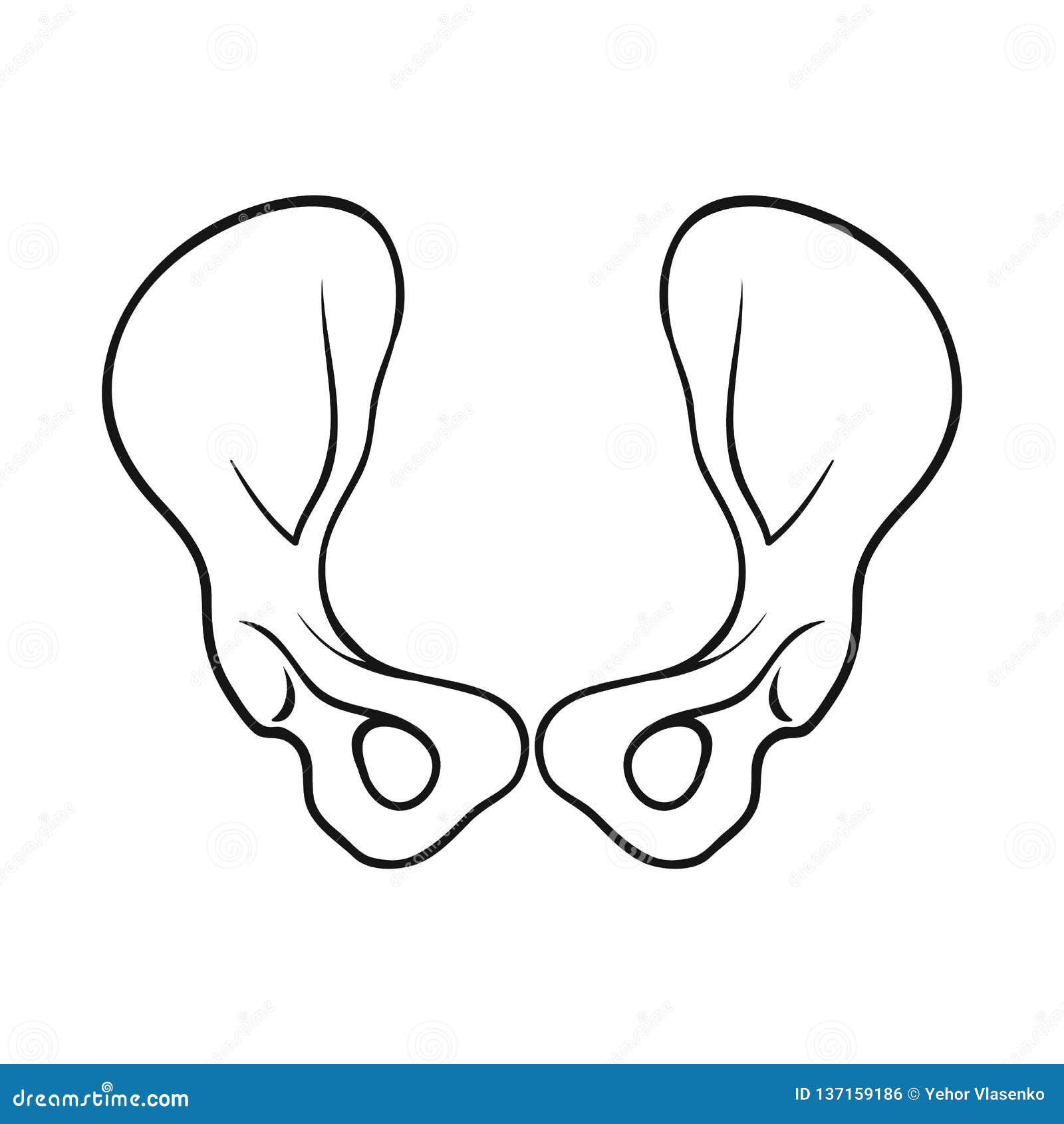 Vector Design of Bone and Skeleton Symbol. Set of Bone and Human Stock ...