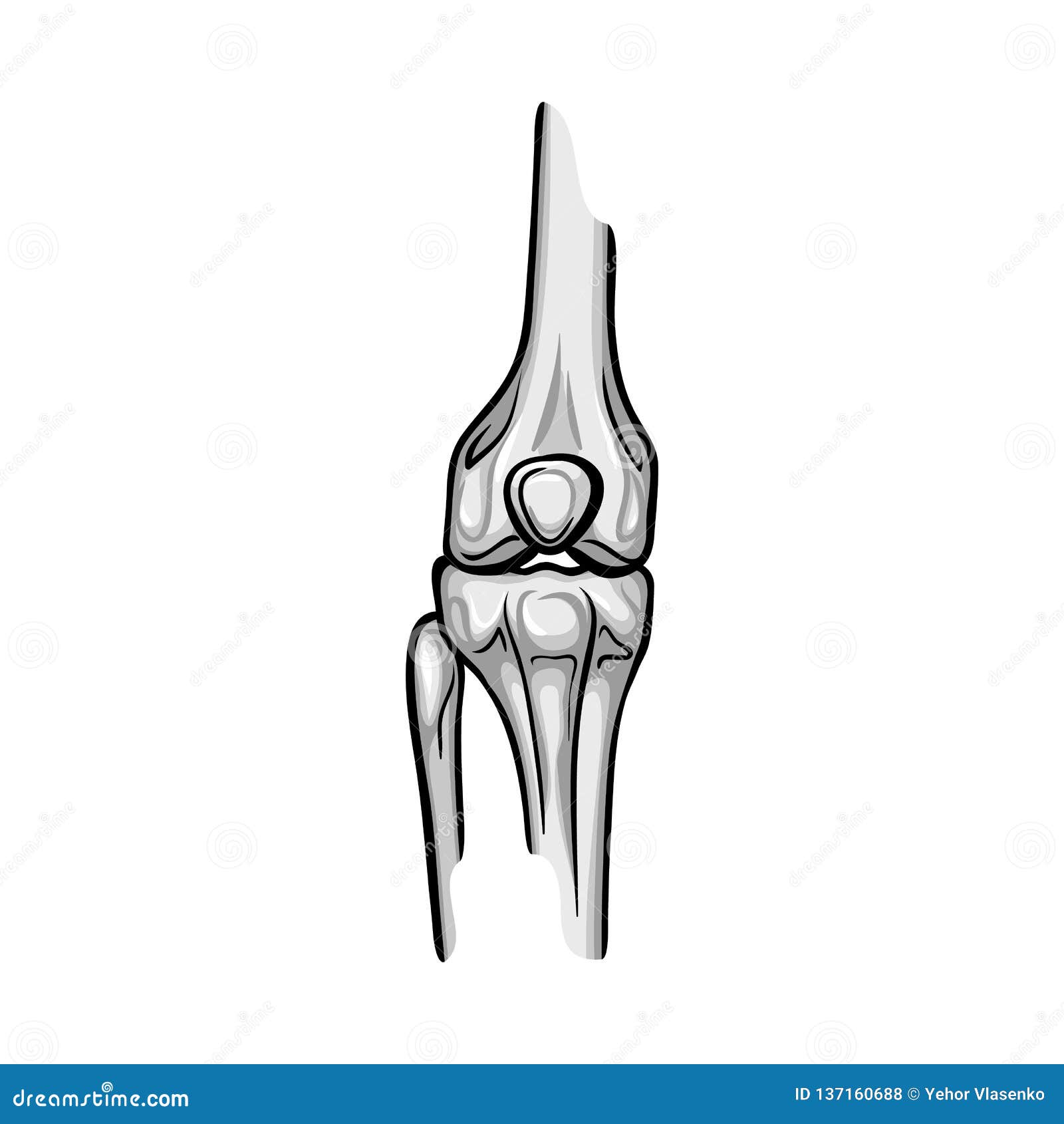 Vector Design of Bone and Skeleton Symbol. Set of Bone and Human Stock ...