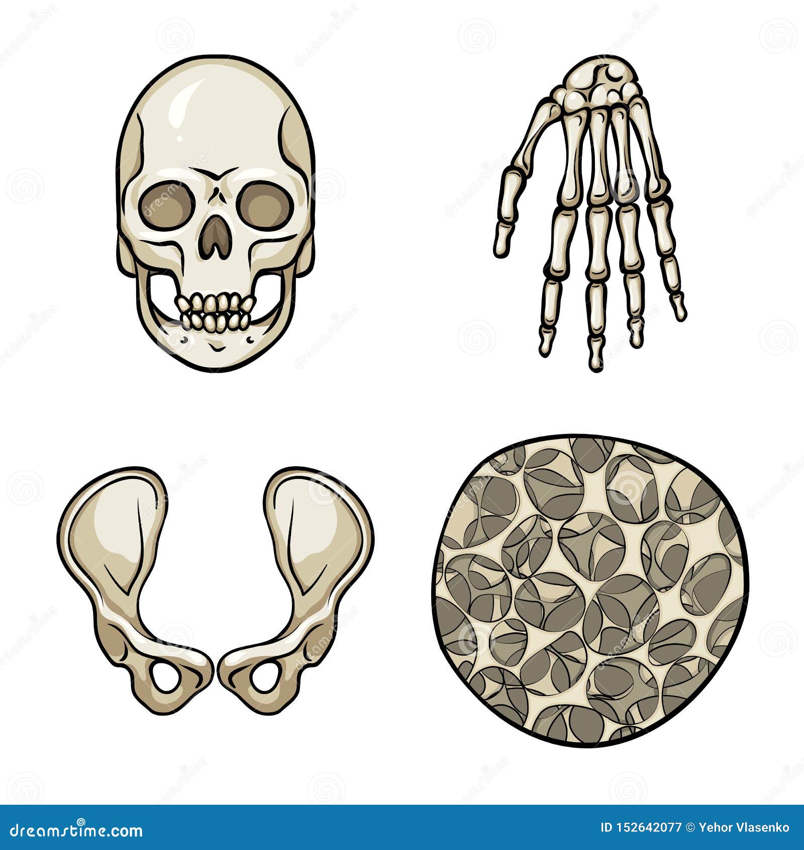 Vector Design of Bone and Skeleton Symbol. Collection of Bone and Human ...