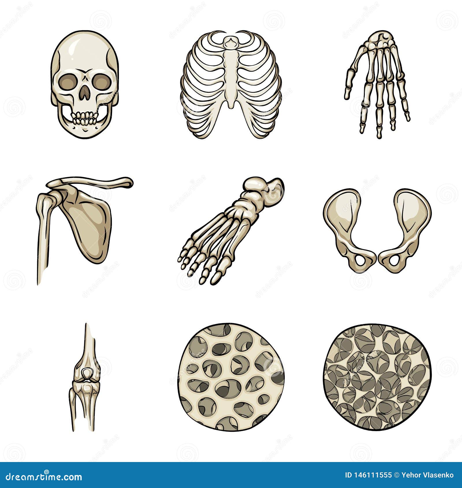 Vector Design of Bone and Skeleton Symbol. Collection of Bone and Human ...