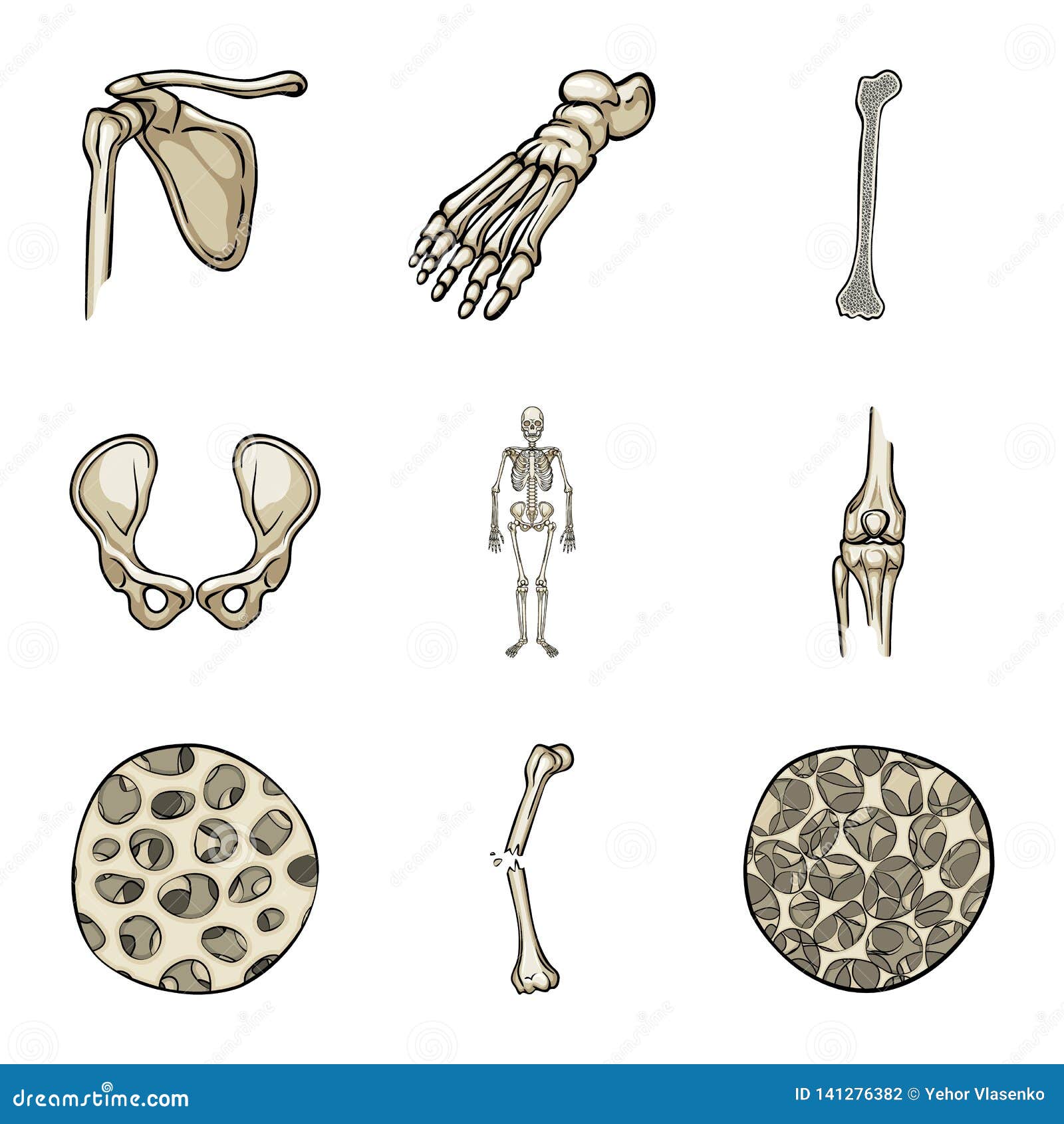 Vector Illustration of Bone and Skeleton Symbol. Collection of Bone and ...