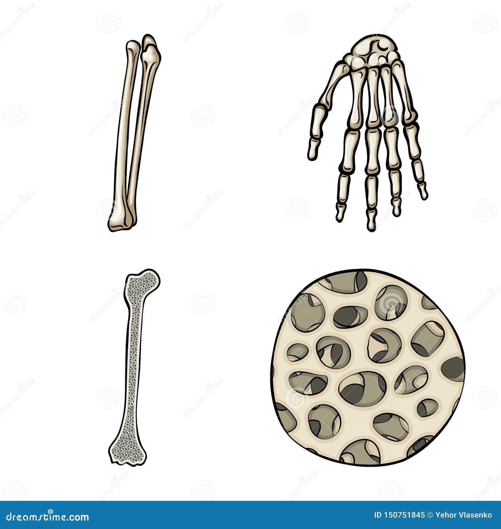 Vector Illustration of Bone and Skeleton Symbol. Set of Bone and Human ...