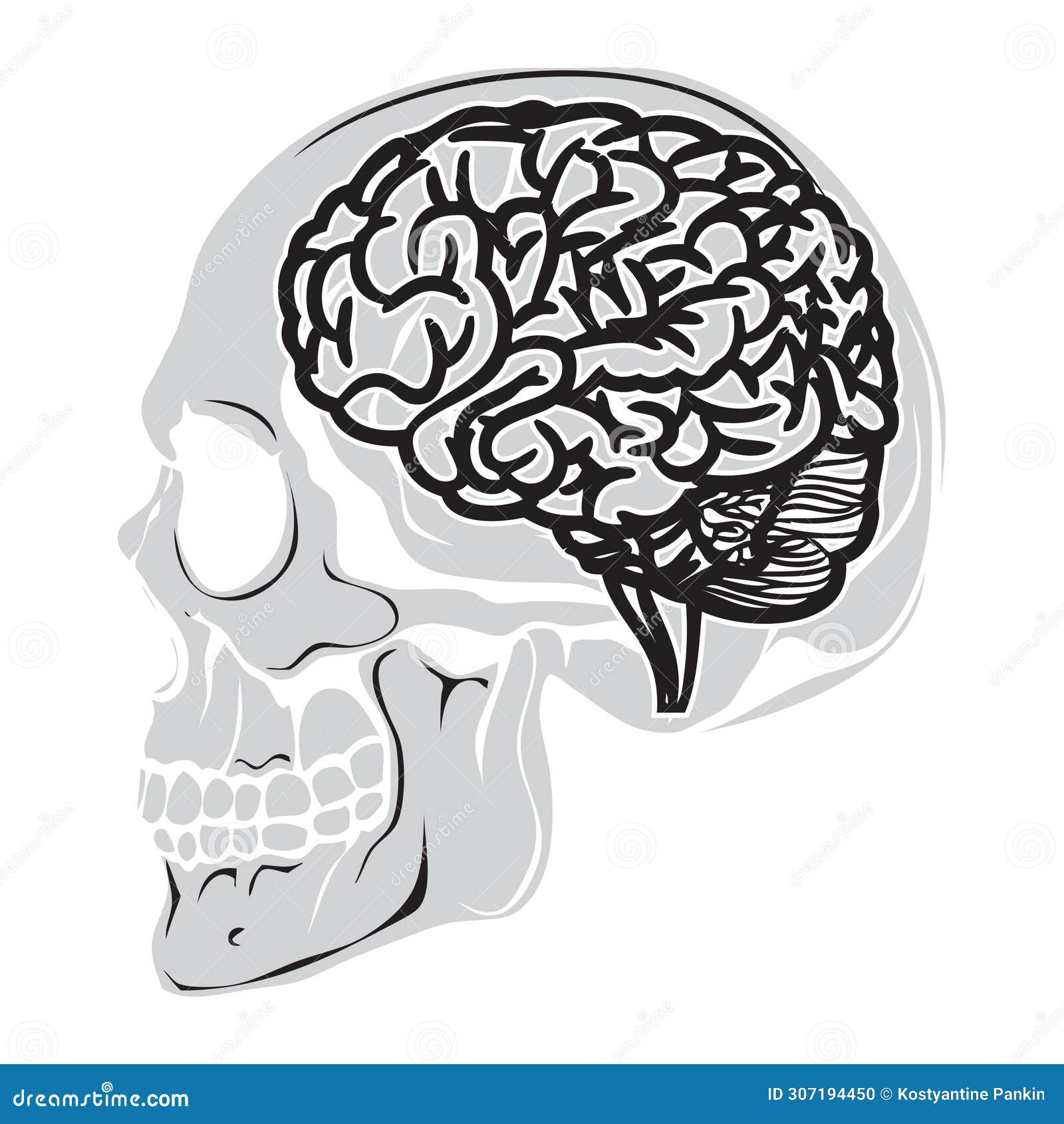 Brain in the skull stock vector. Illustration of health - 307194450