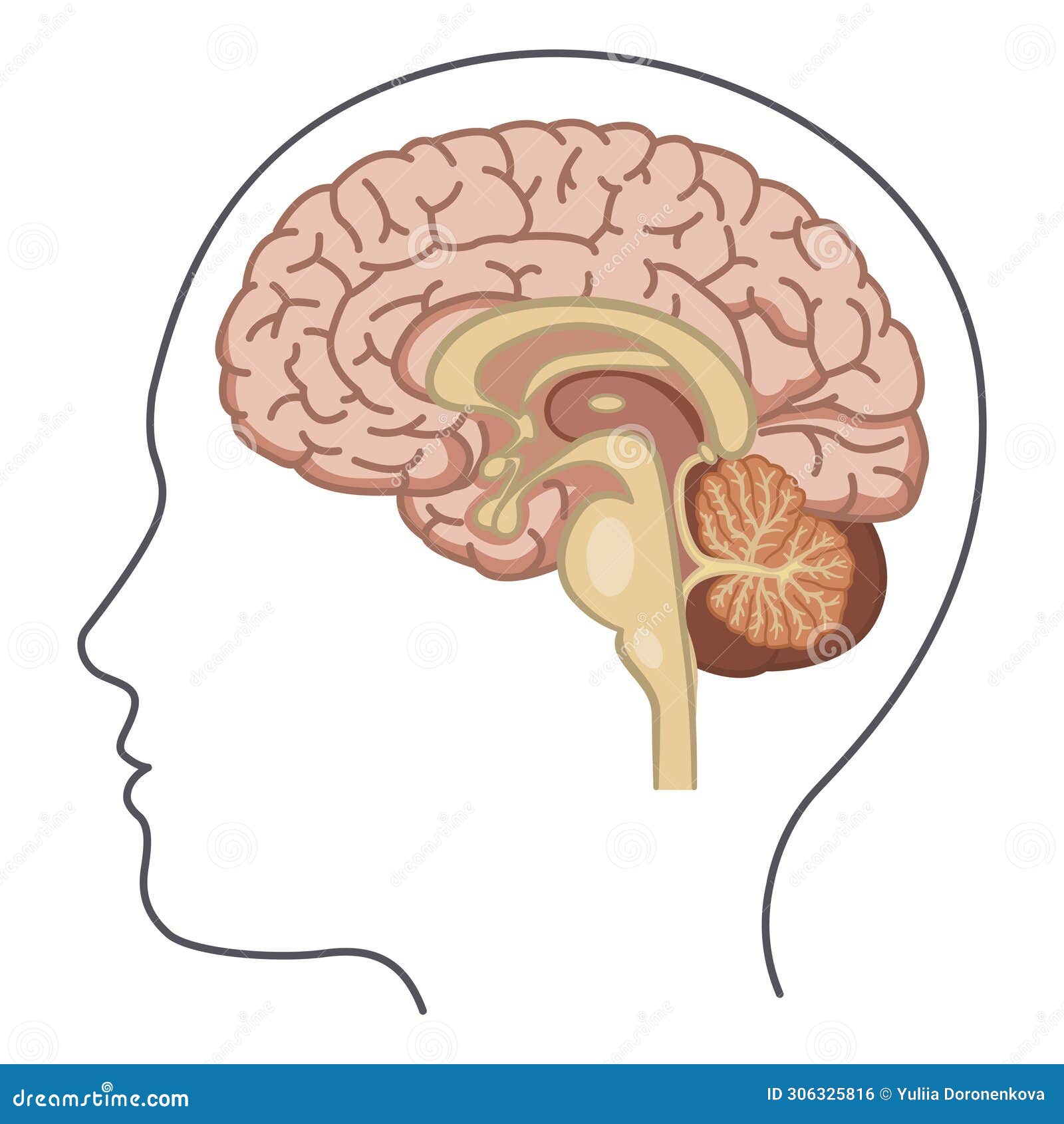 Human Brain Side View. stock vector. Illustration of stem - 306325816