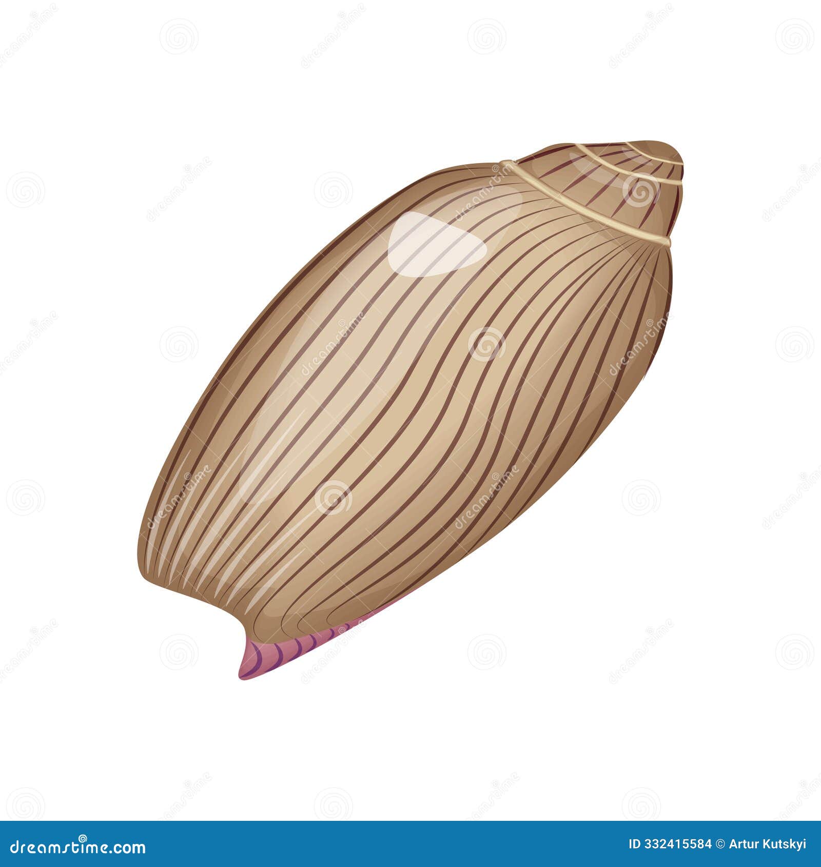 Vector Illustration of a Brown Striped Seashell Stock Illustration ...