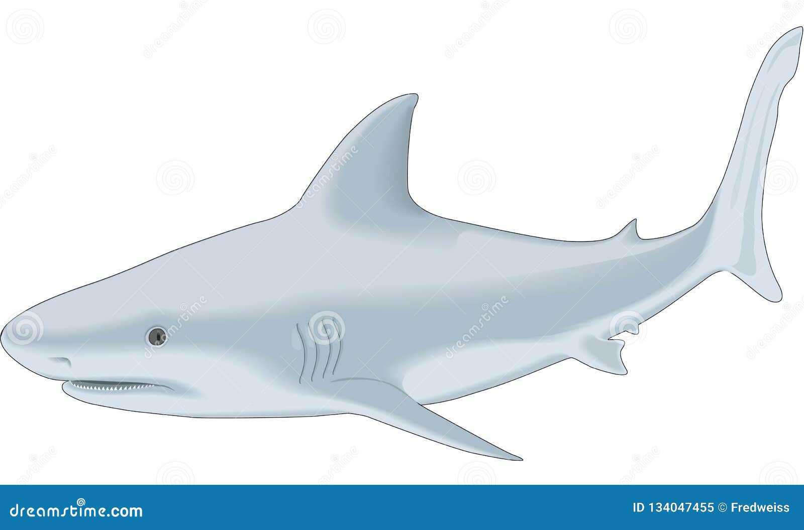 Bull Shark Illustration stock vector. Illustration of ocean - 134047455
