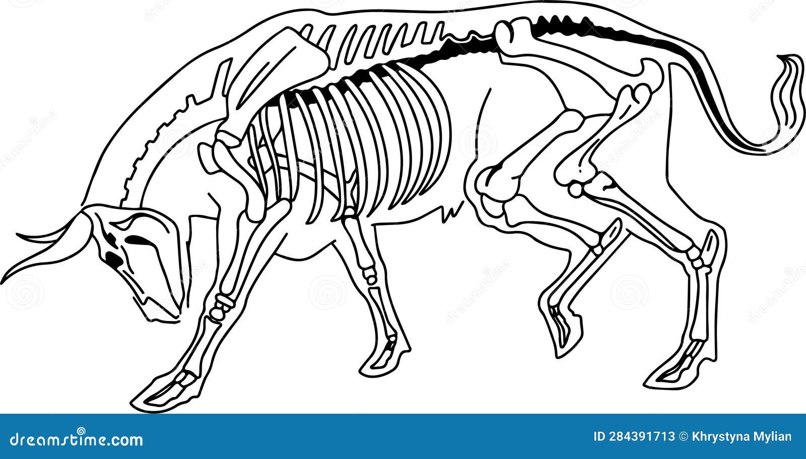 Vector Illustration of a Bull Skeleton with a Stroke Stock Vector ...
