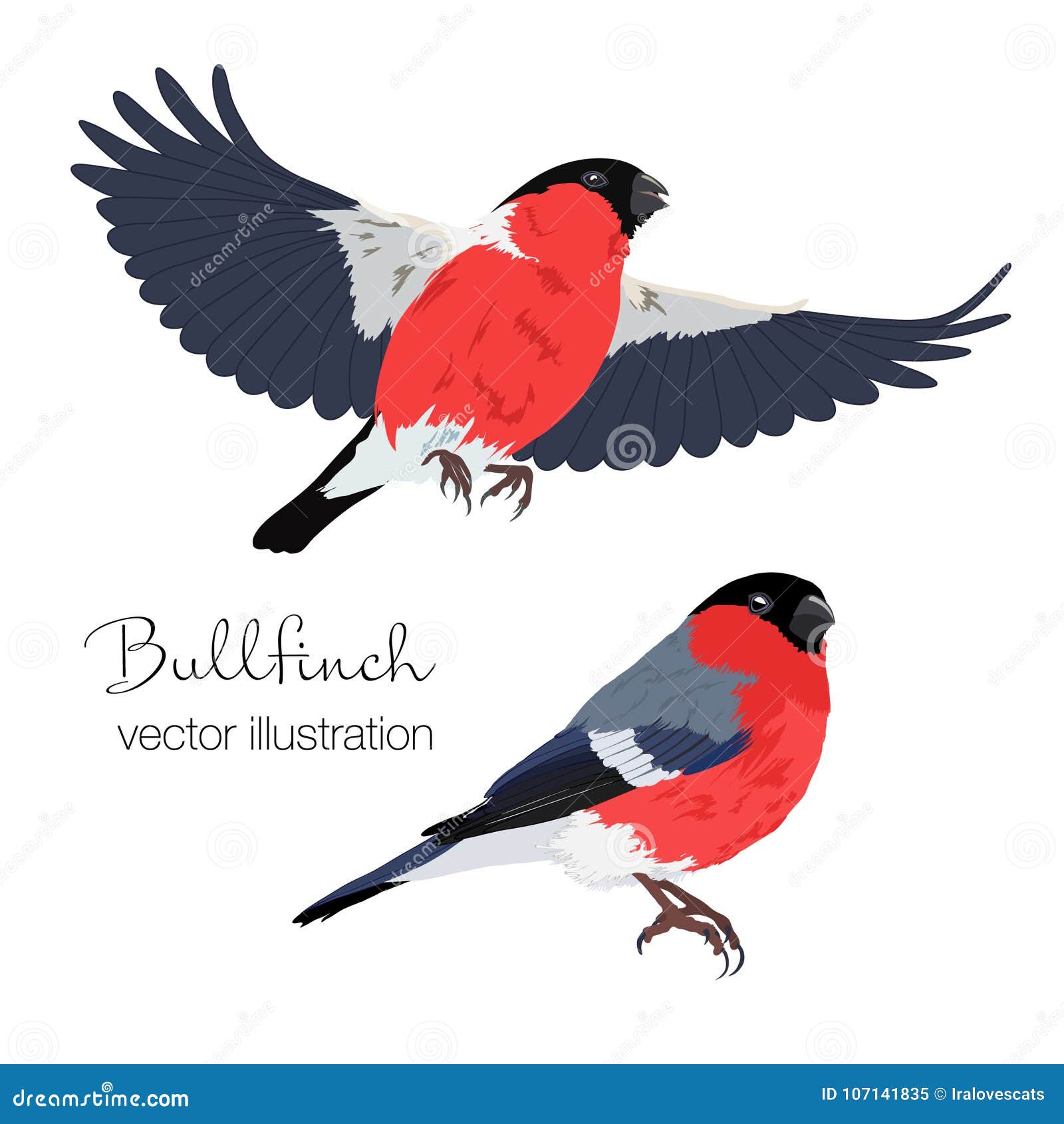 Vector Illustration of Bullfinch Birds Set Stock Illustration ...