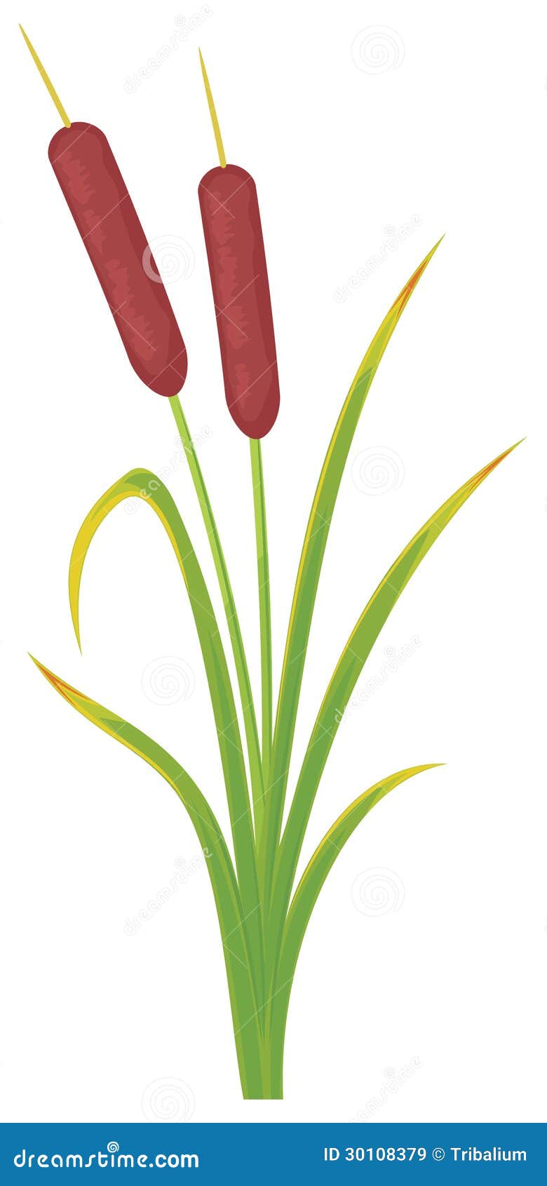 Reeds stock vector. Illustration of bulrush, floral, grow - 30108379