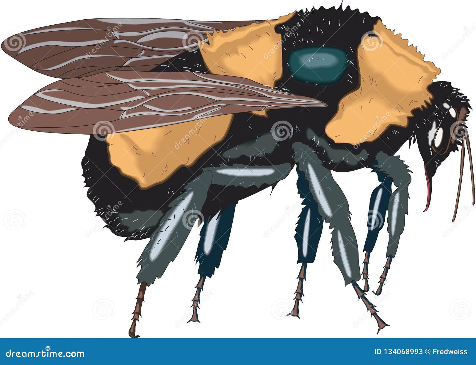Bumblebee Illustration stock vector. Illustration of animal - 134068993