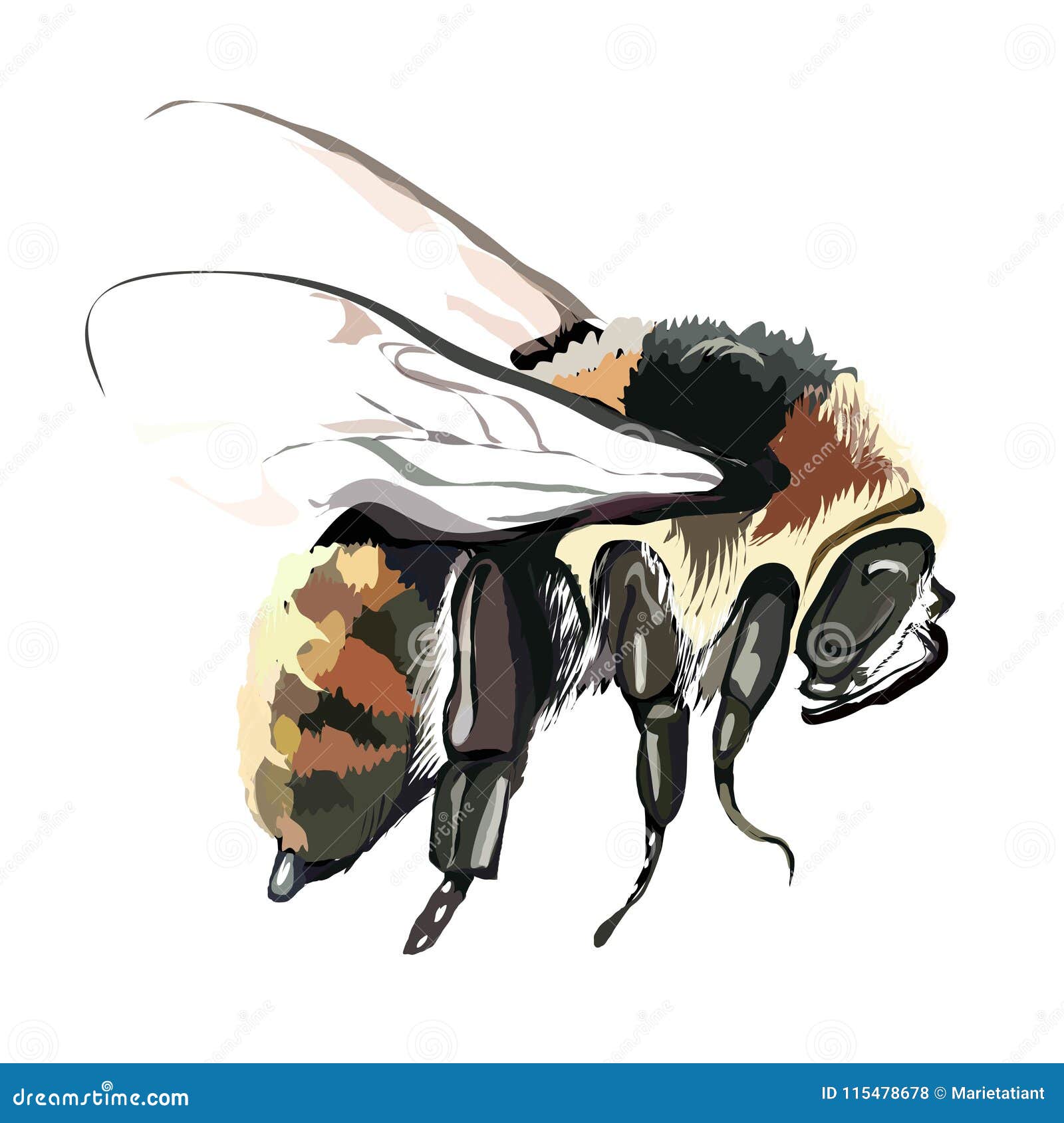 Illustration Of A Bumblebee. Stock Vector - Illustration of insect ...