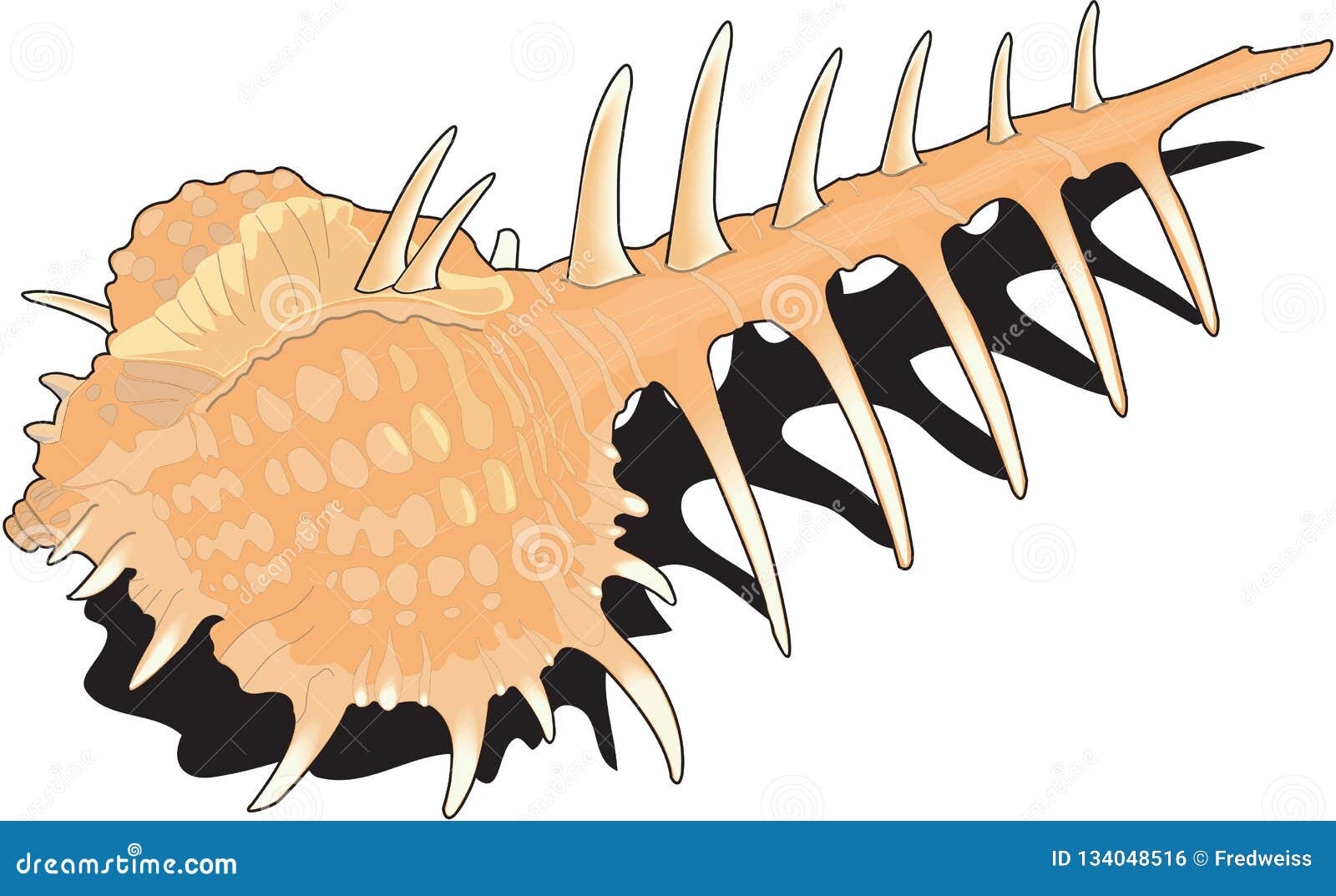 Cabrit`s Murex Shell Illustration Stock Vector - Illustration of shell ...