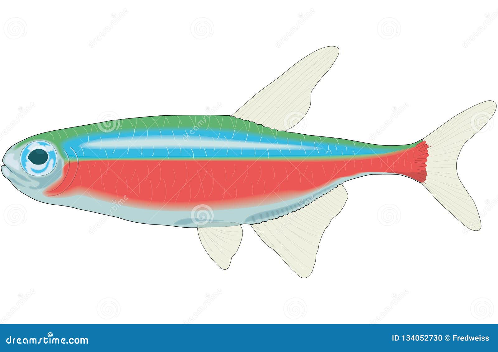 Cardinal Tetra Illustration | CartoonDealer.com #134052730