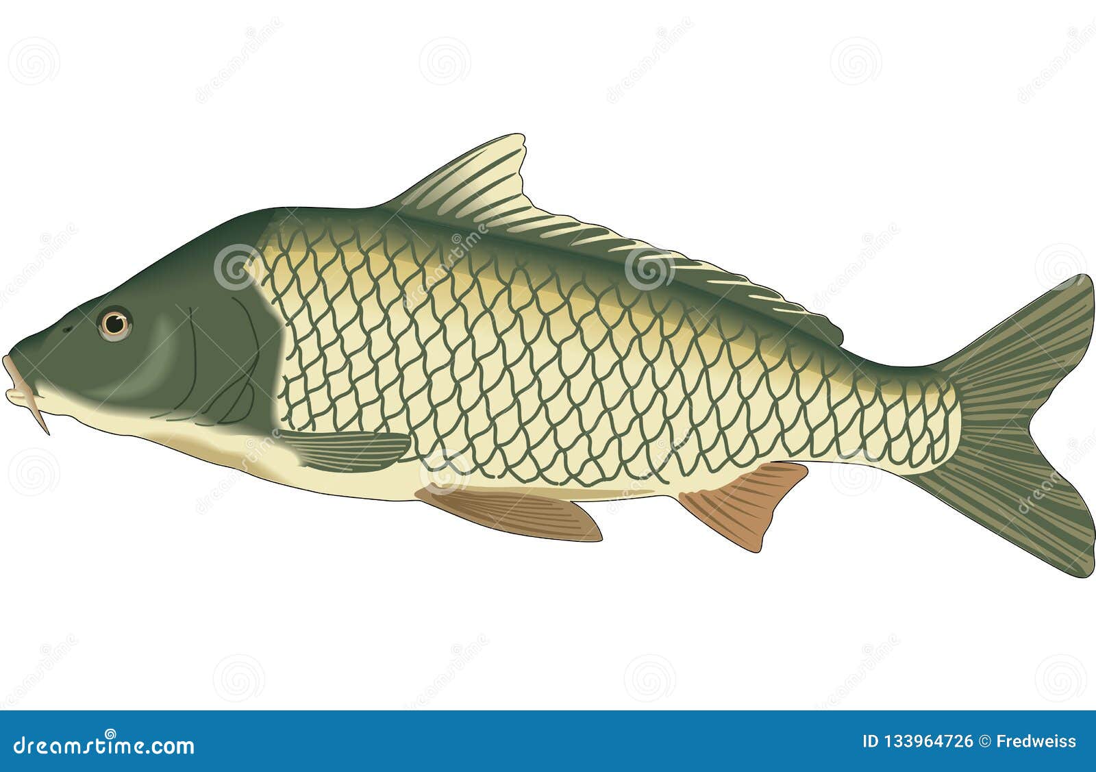 Carp Swimming Illustration stock vector. Illustration of swim - 133964726