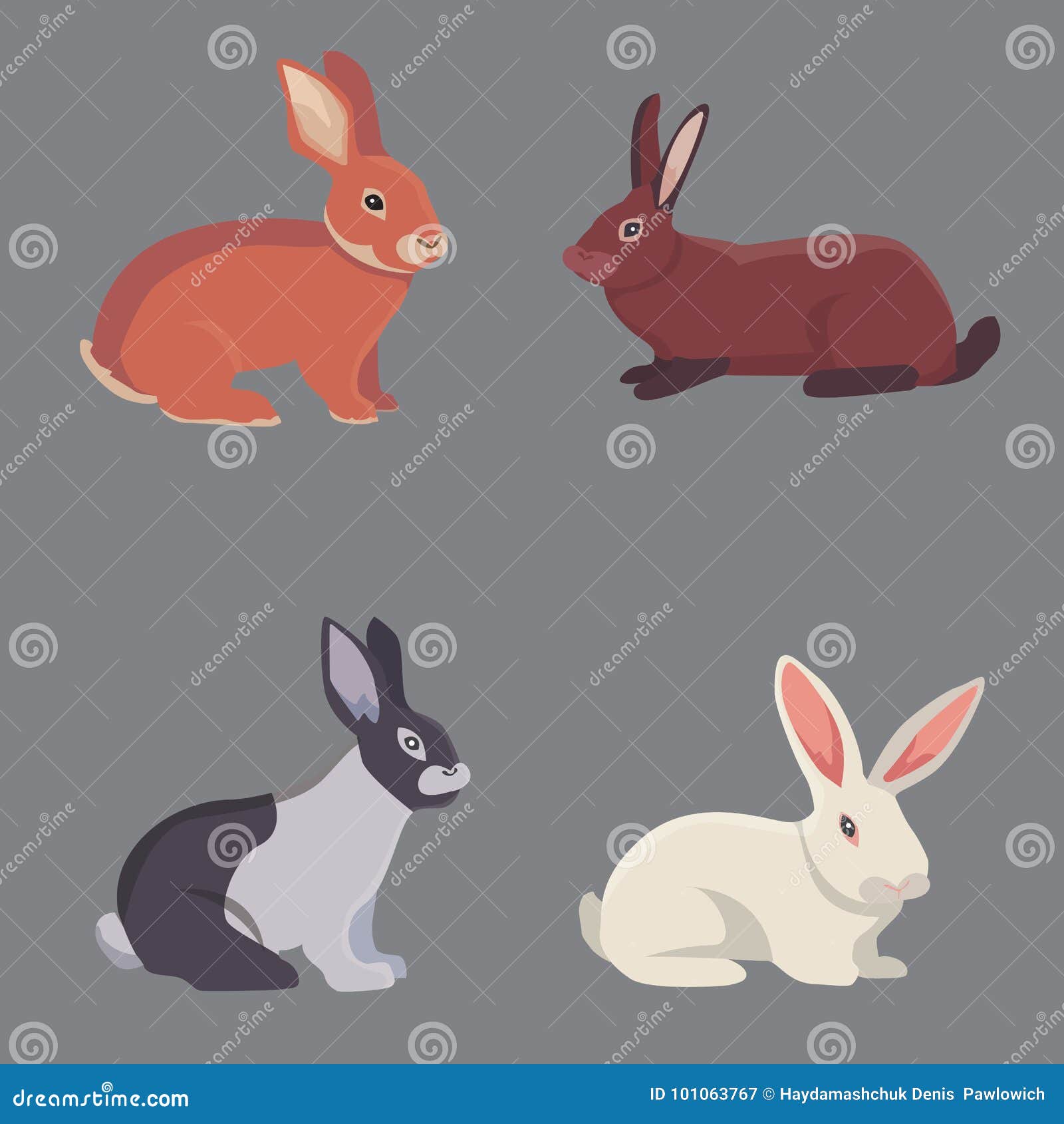 Rabbits Breeds Chart Vector Illustration | CartoonDealer.com #111212194