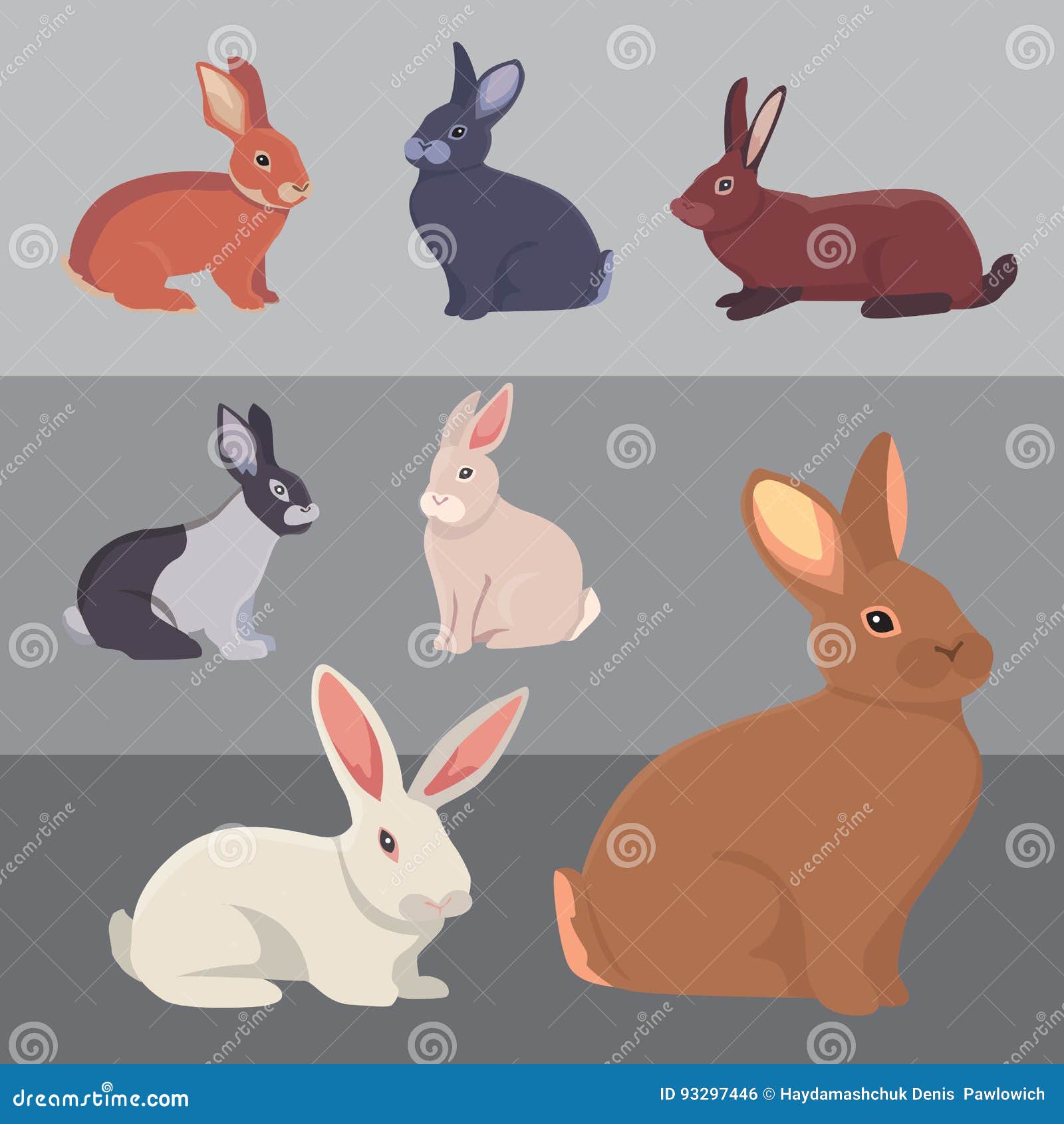 Rabbits Breeds Chart Vector Illustration | CartoonDealer.com #111212194