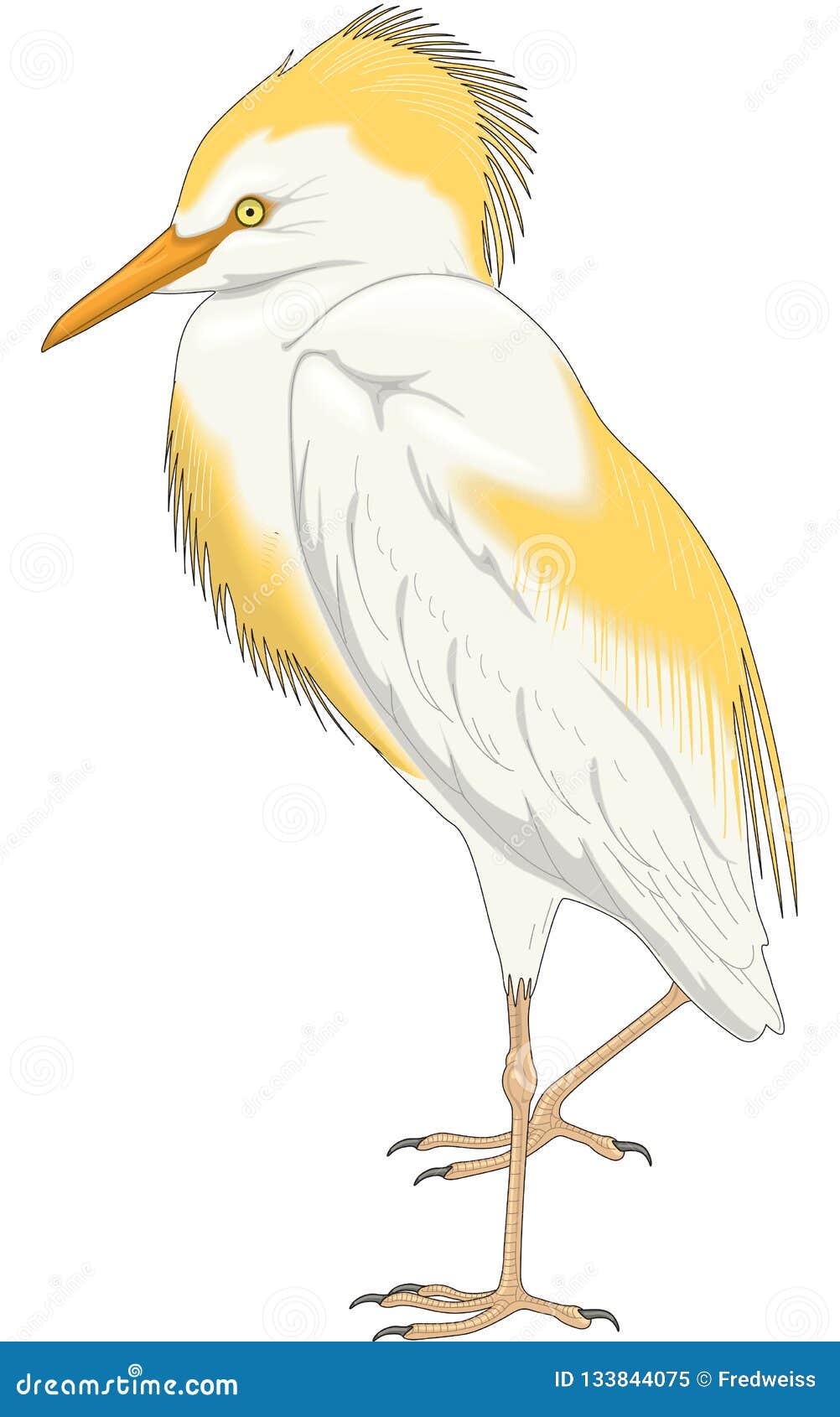 Cattle Egret Illustration stock vector. Illustration of bird - 133844075