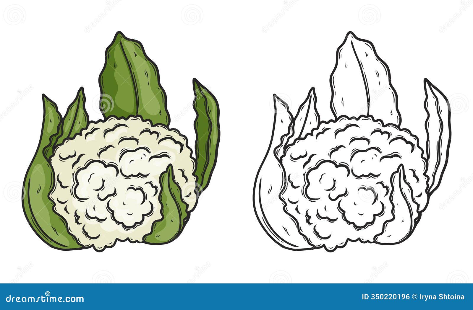 Vector Illustration of Cauliflower. Line Drawing and Coloring ...
