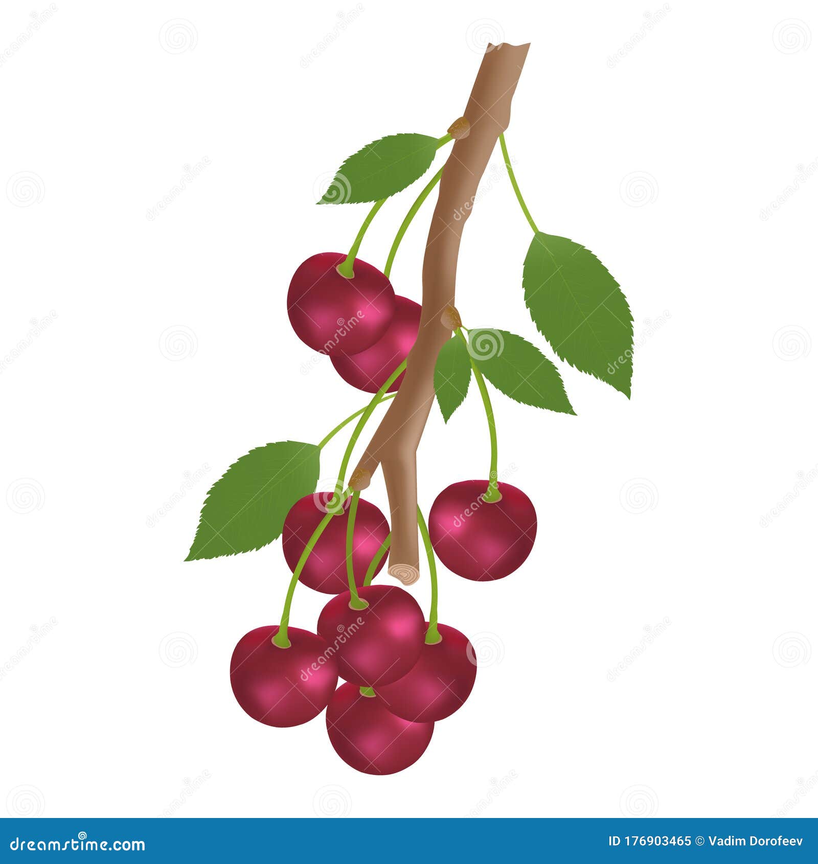Vector Illustration of a Cherry Branch on a White Background. Realistic ...