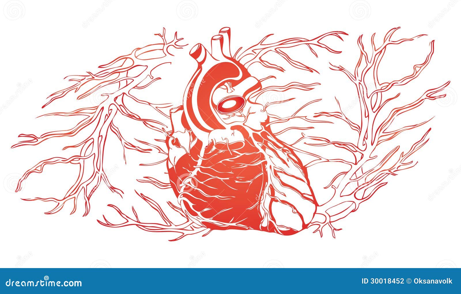 Circulatory System, Heart and Vessels Illustration Stock Vector ...