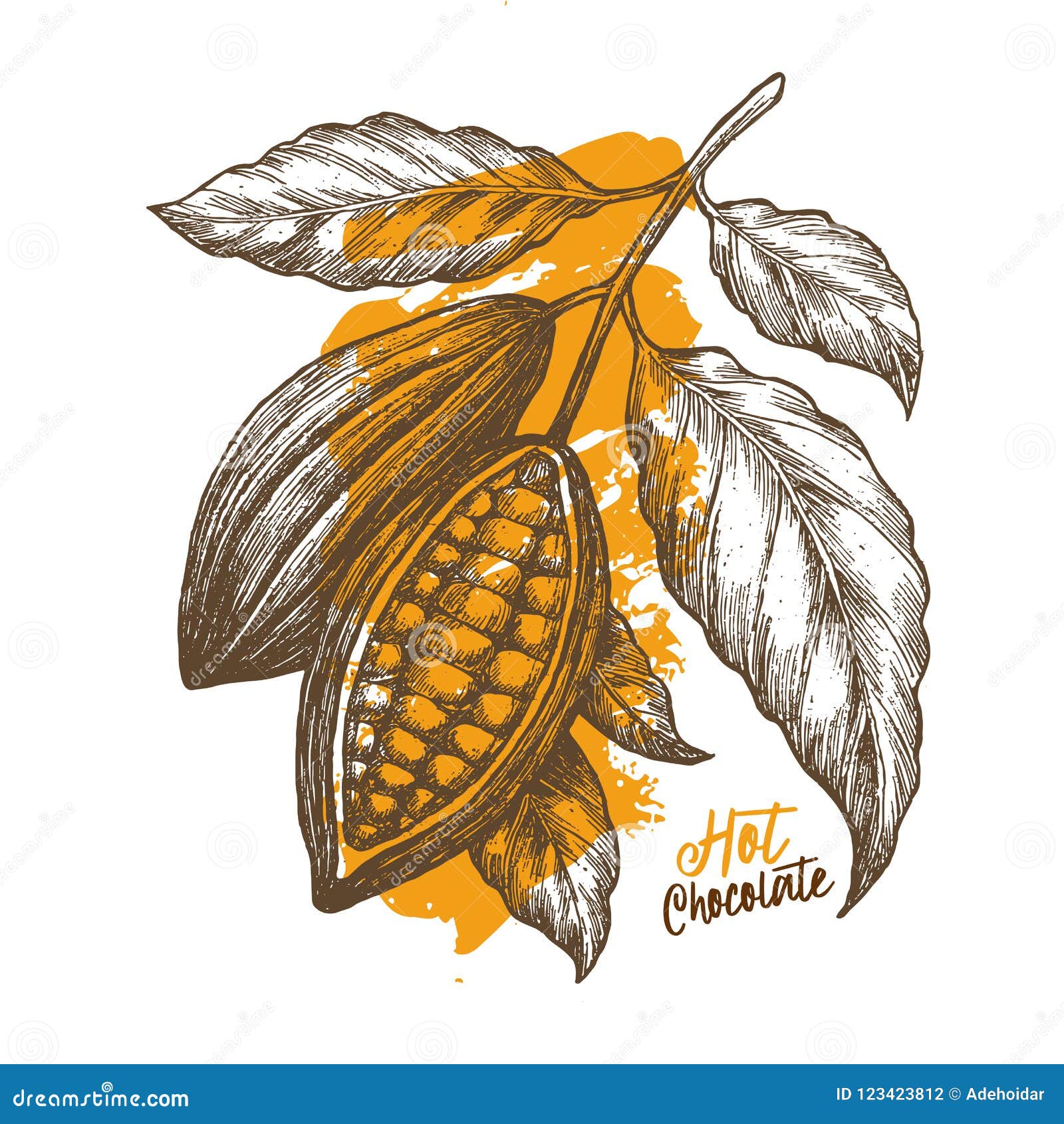 Cocoa Bean. Engraved Style Illustration. Chocolate Cocoa Beans. Vector ... Cocoa Bean. Engraved Style Illustration. Chocolate Cocoa Beans. Vector ...